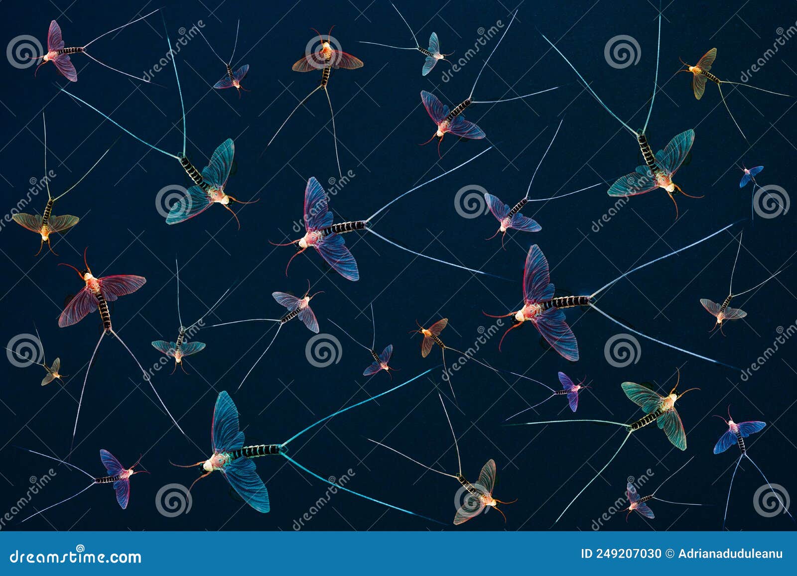 Mayfly pattern stock illustration. Illustration of font - 249207030