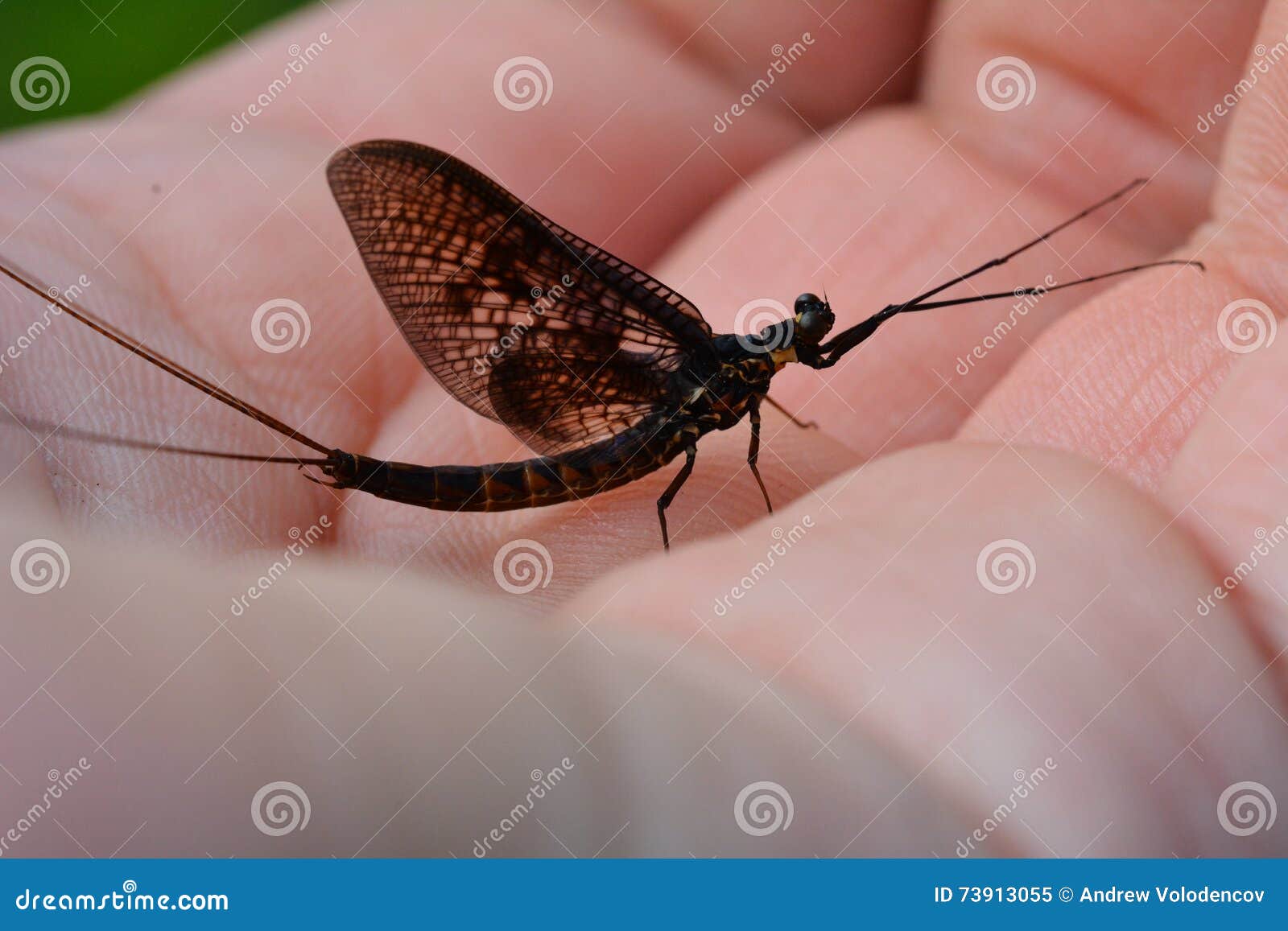 Mayfly pattern stock image. Image of extendet, mayfly - 73913055