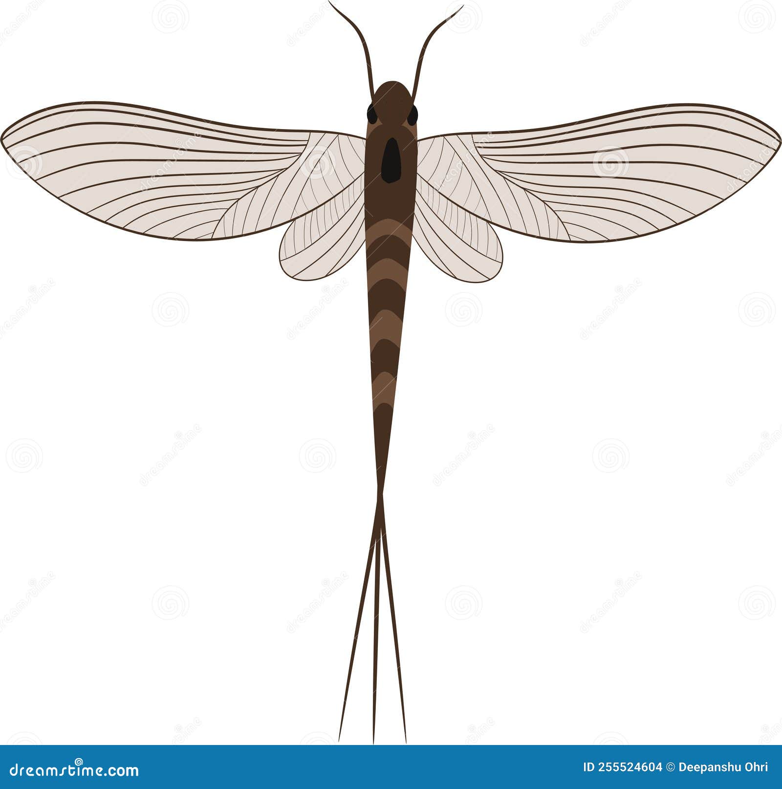 Mayfly stock vector. Illustration of mayfly, editable - 255524604