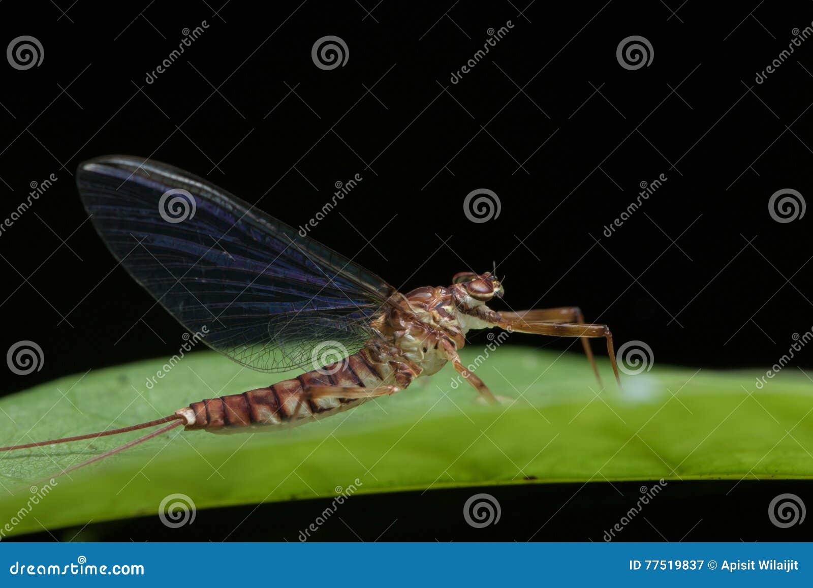 Mayfly in Southeast Asia. stock image. Image of garden - 77519837