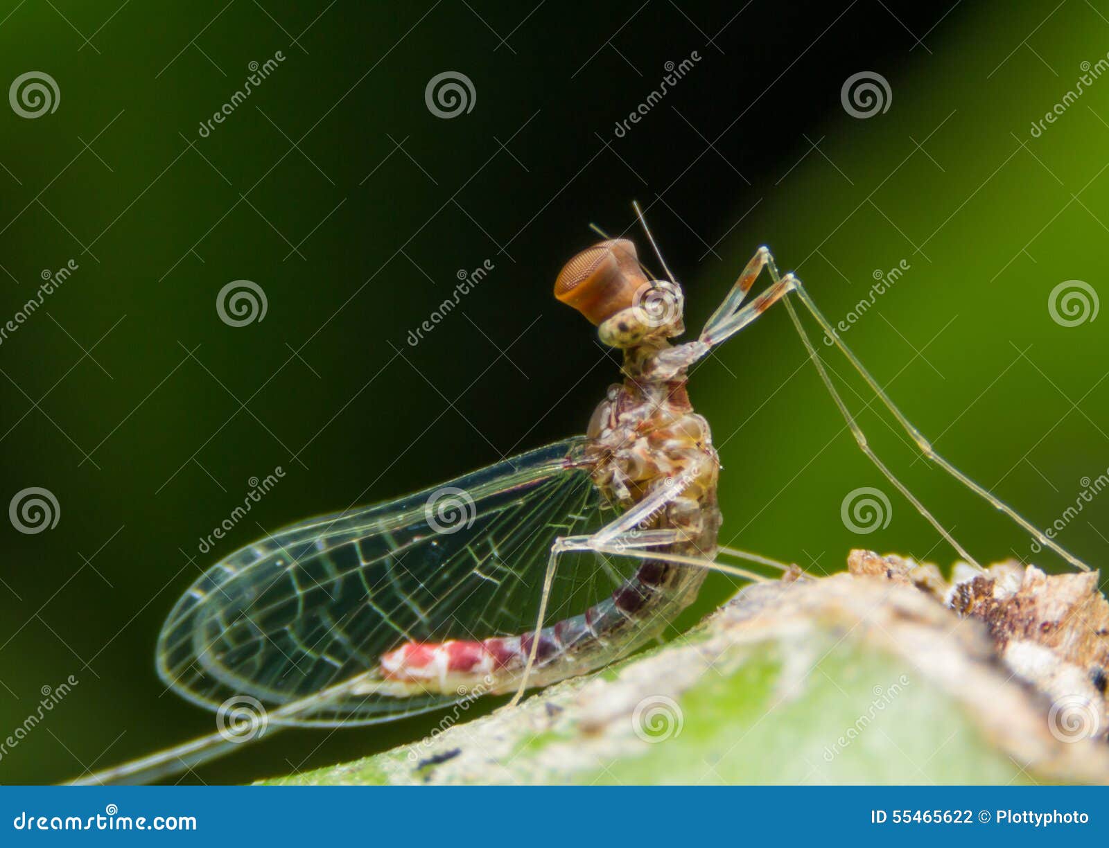 Mayfly Super Macro stock photo. Image of close, biology - 55465622