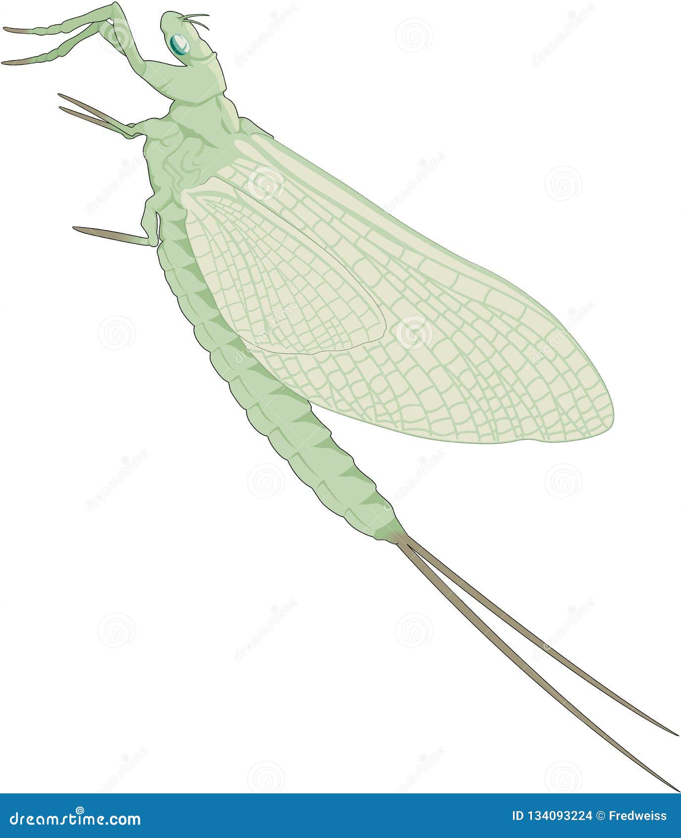 Mayfly Stock Illustrations – 170 Mayfly Stock Illustrations, Vectors ...