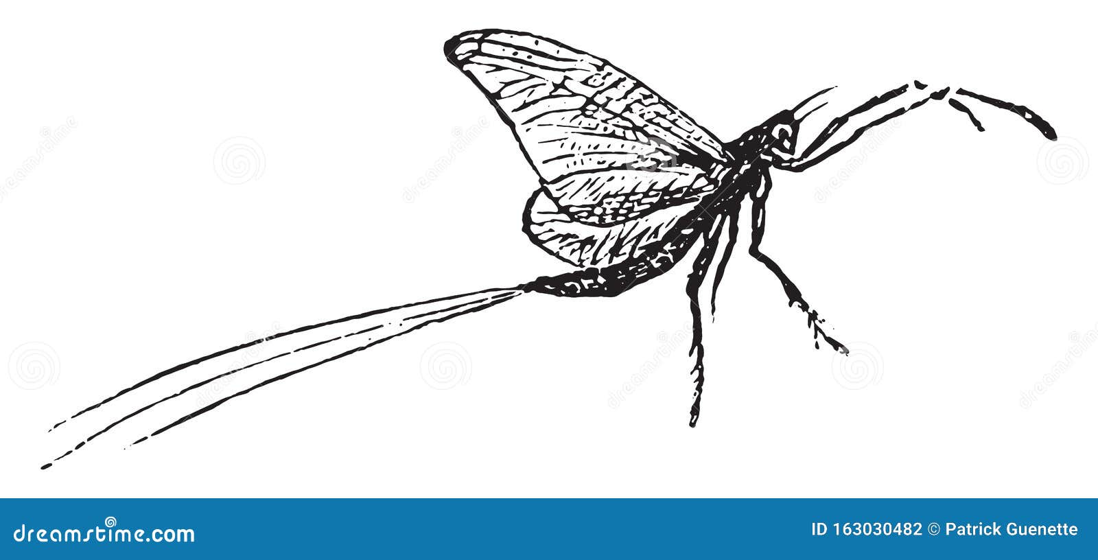 Shadfly Cartoons, Illustrations & Vector Stock Images - 3 Pictures to ...