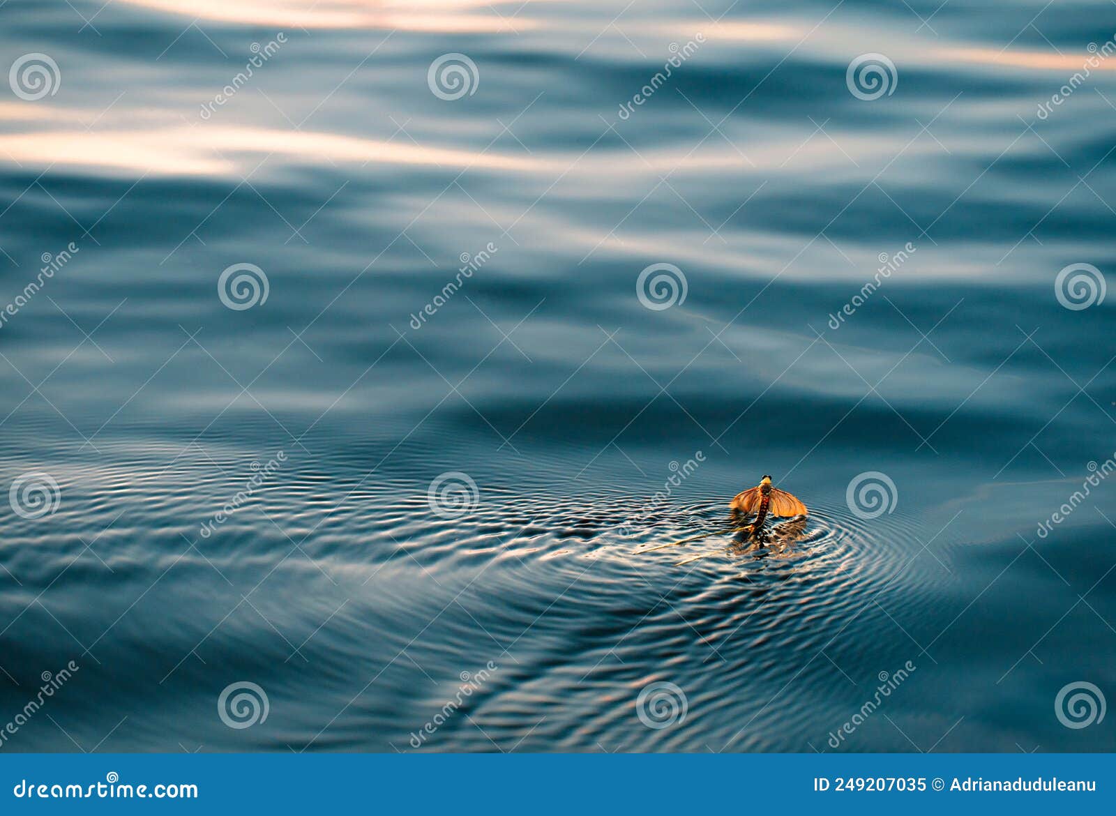 Mayfly on water stock image. Image of blue, reflection - 249207035