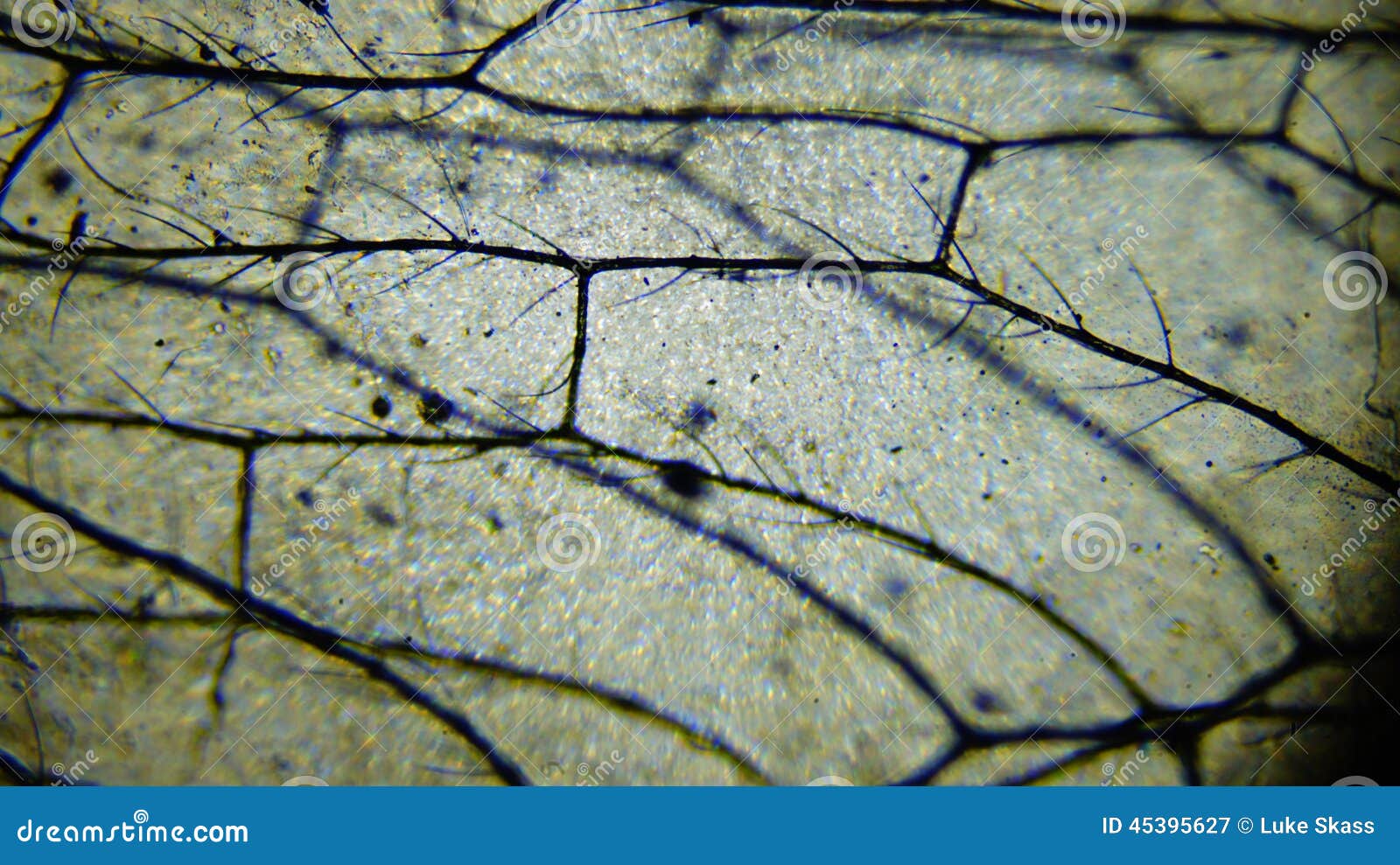 Mayfly wing stock image. Image of insect, jatka, wing - 45395627