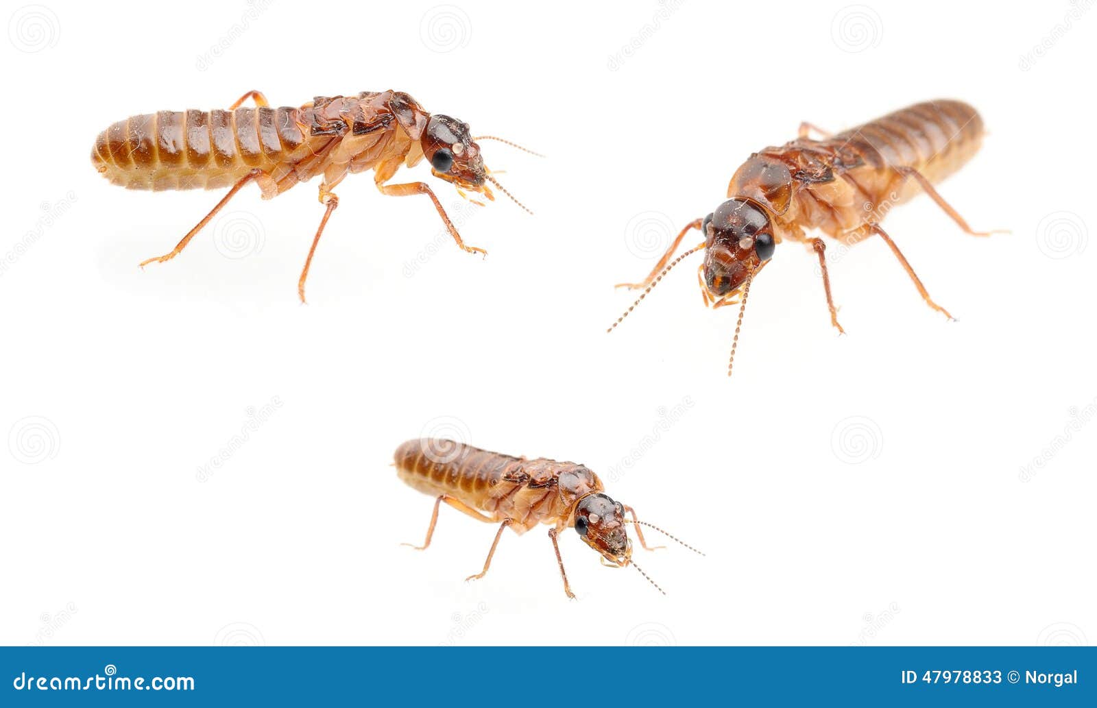 Mayfly stock image. Image of nature, mayfly, white, isolated - 47978833