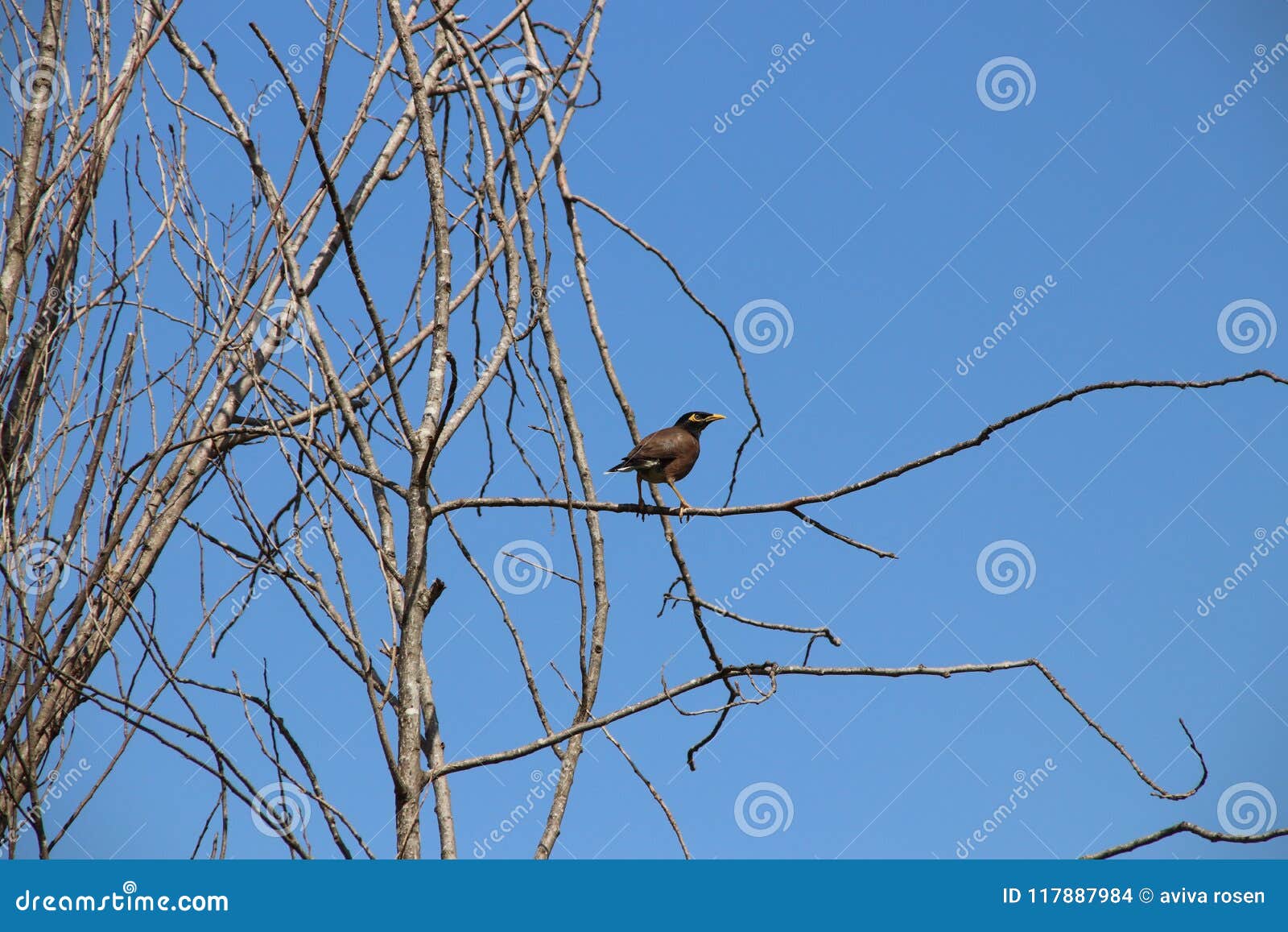 A mayna on a tree branch stock photo. Image of bird - 117887984