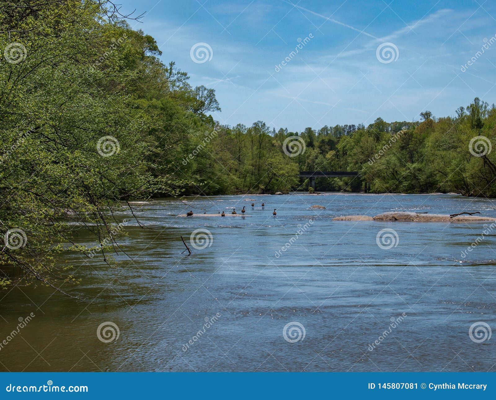 Mayo River at Mayo River State Park Stock Image - Image of river ...