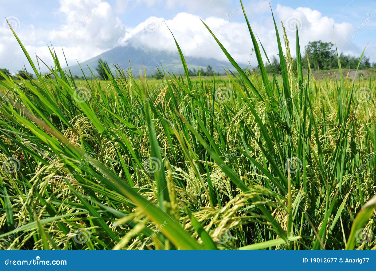 Mayon volcano rice fields stock image. Image of food - 19012677