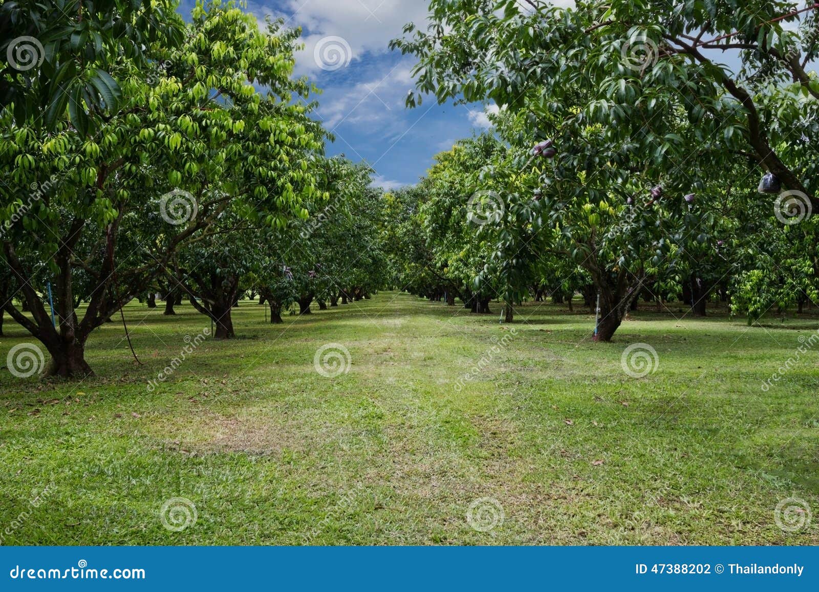 Mayongchid Maprang Marian Plum Tree Stock Photo - Image of food ...