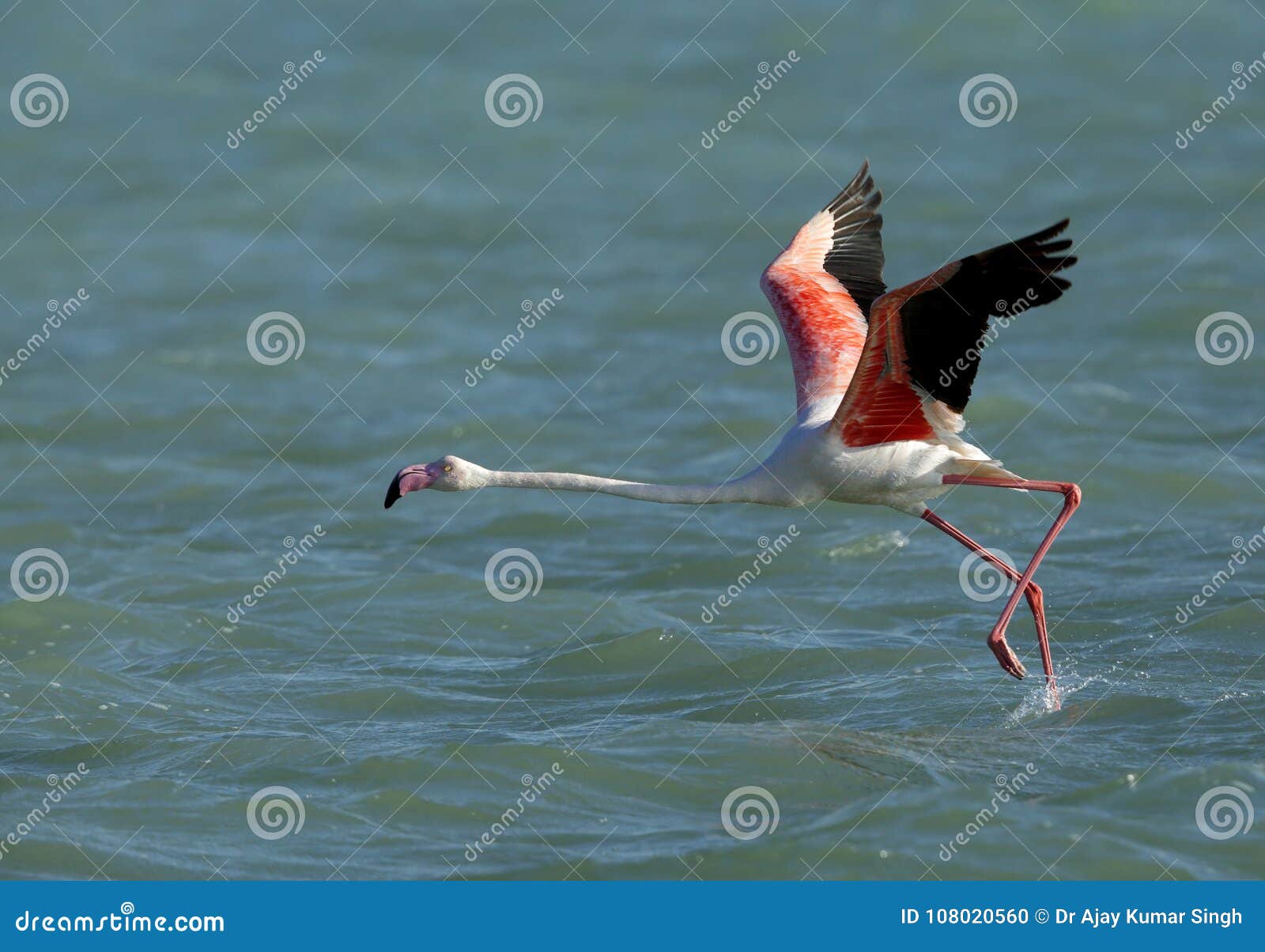 Mayor Funcionamiento Del Flamenco a Volar Foto de archivo - Imagen de ...
