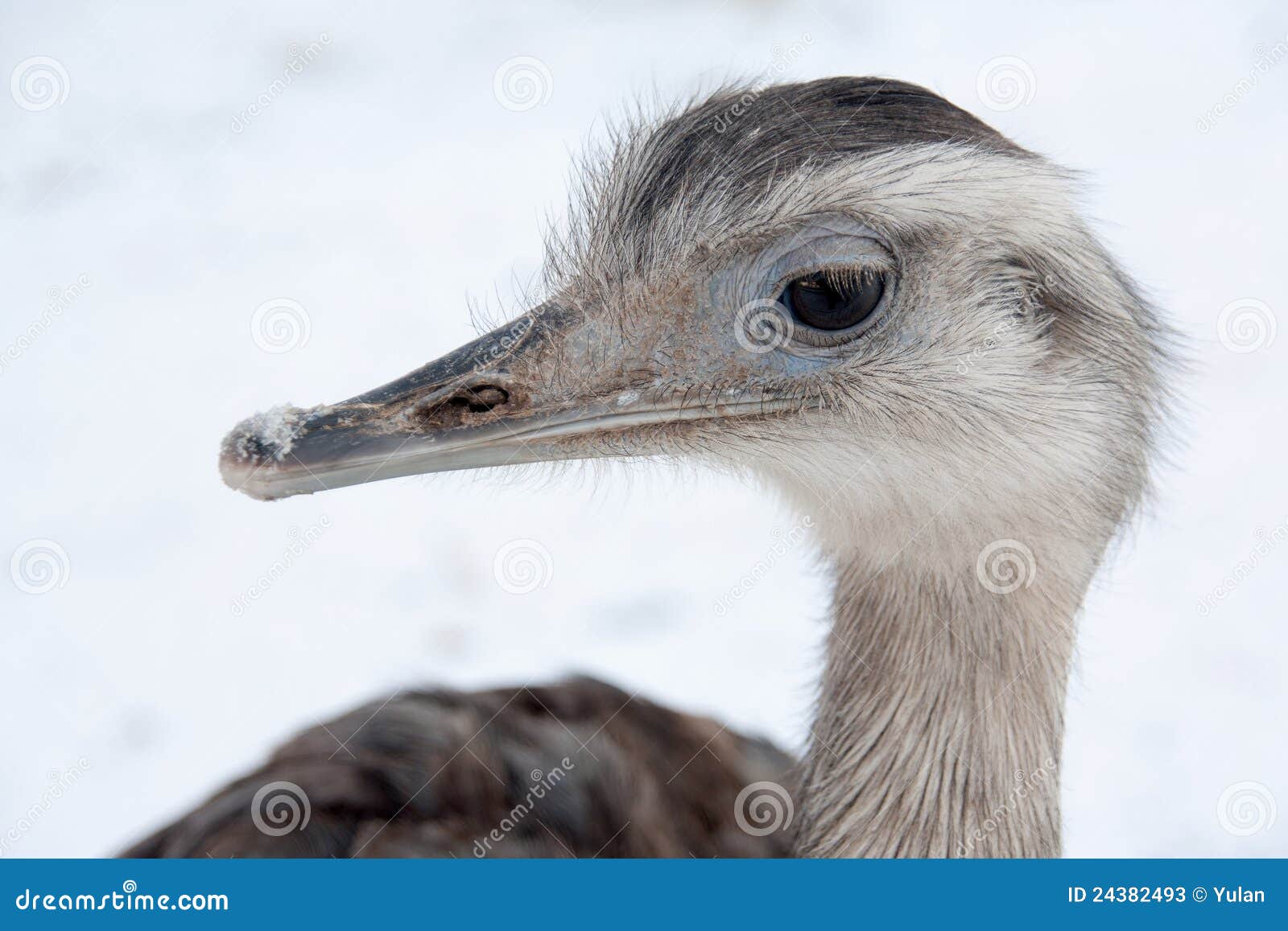 Mayor retrato de Rhea imagen de archivo. Imagen de invierno - 24382493