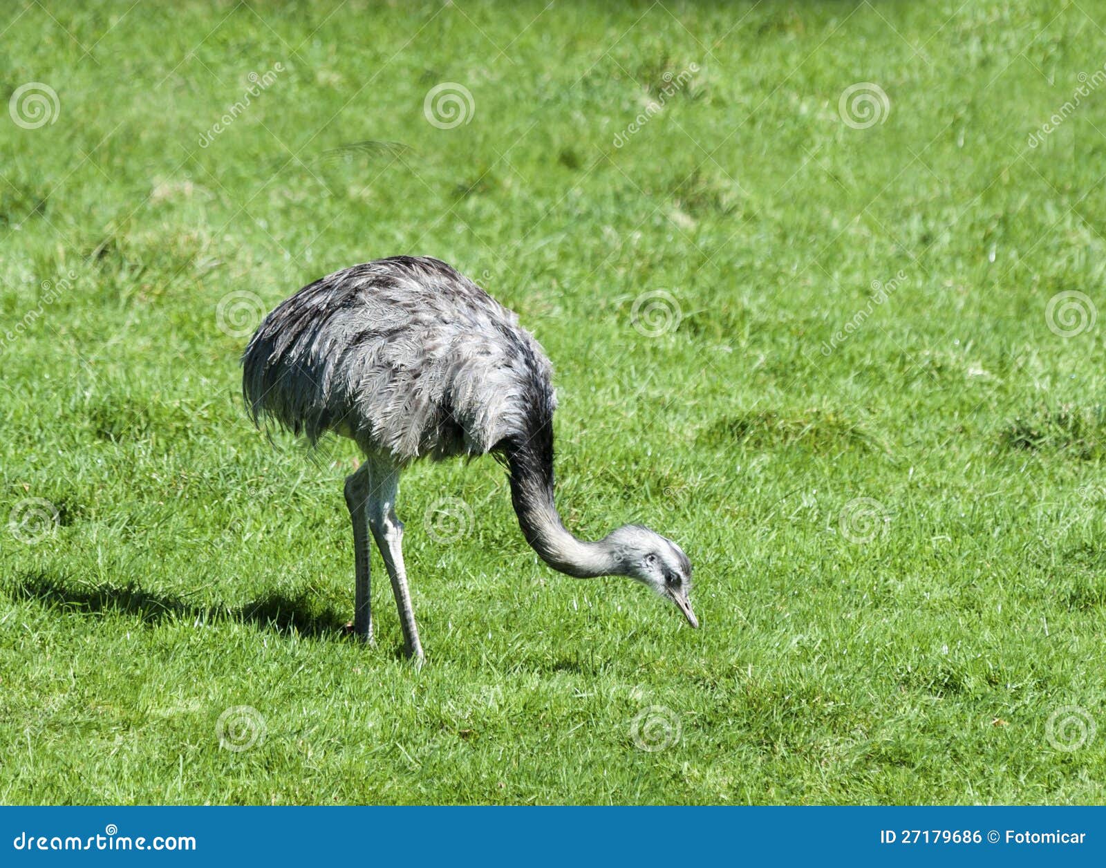 Mayor Rhea foto de archivo. Imagen de puntas, exterior - 27179686