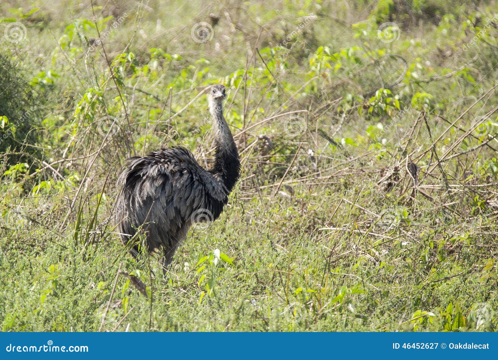 Mayor Rhea Del Brasil, En Arbustos Imagen de archivo - Imagen de plumas ...