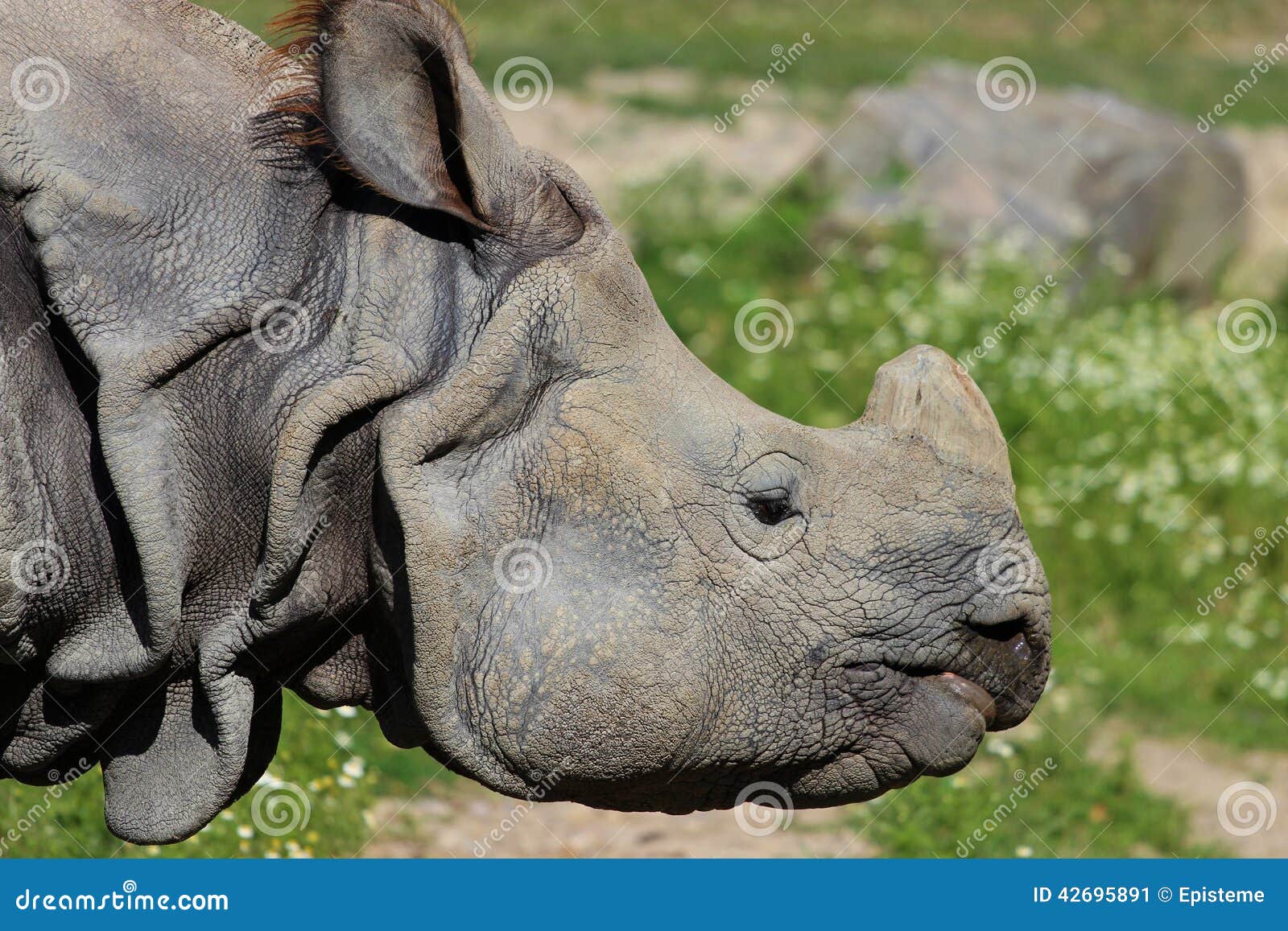 Mayor Rinoceronte Uno-de Cuernos Indio Imagen de archivo - Imagen de ...