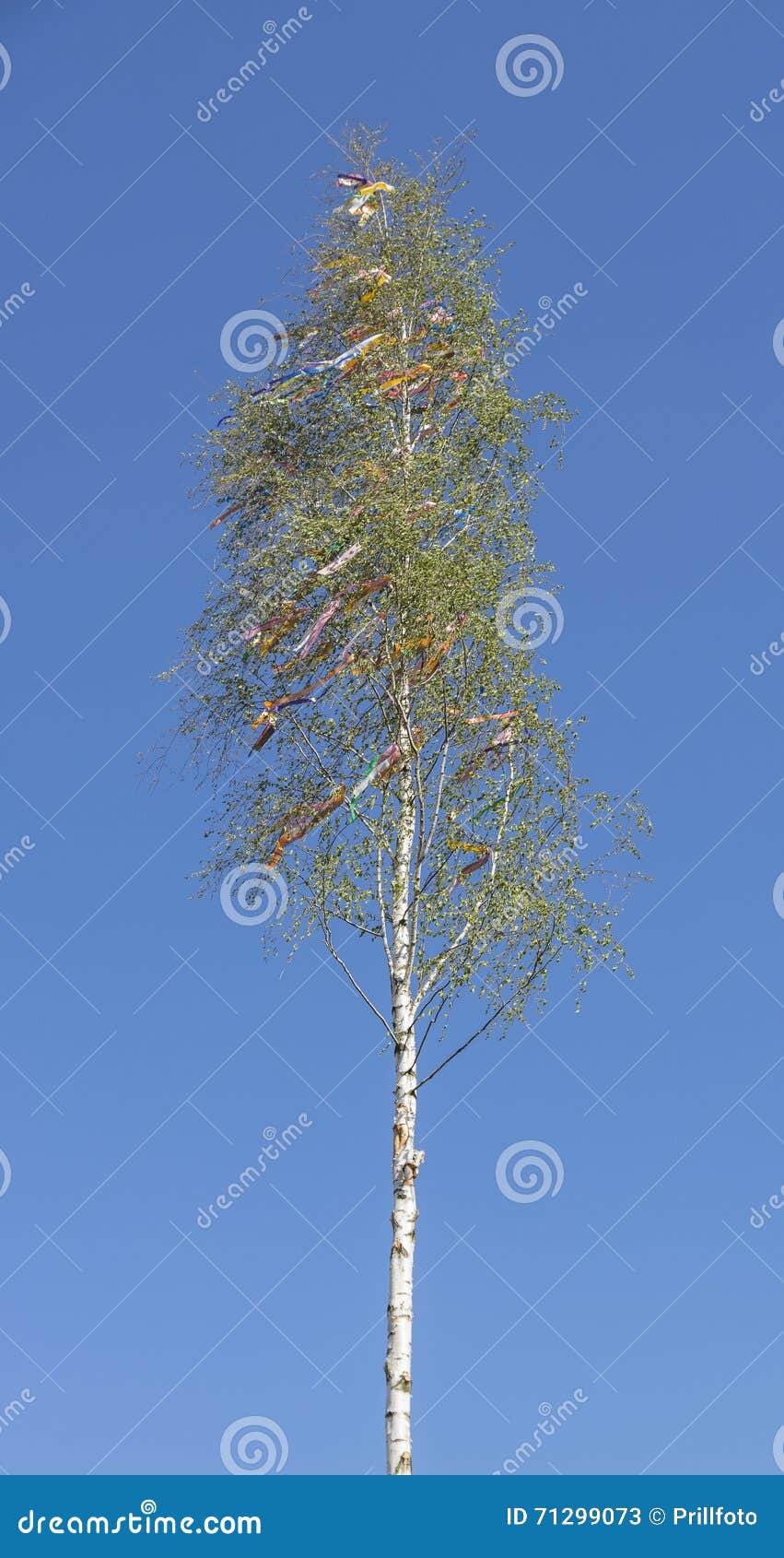 Maypole stock image. Image of ribbon, birch, tree, tradition - 71299073