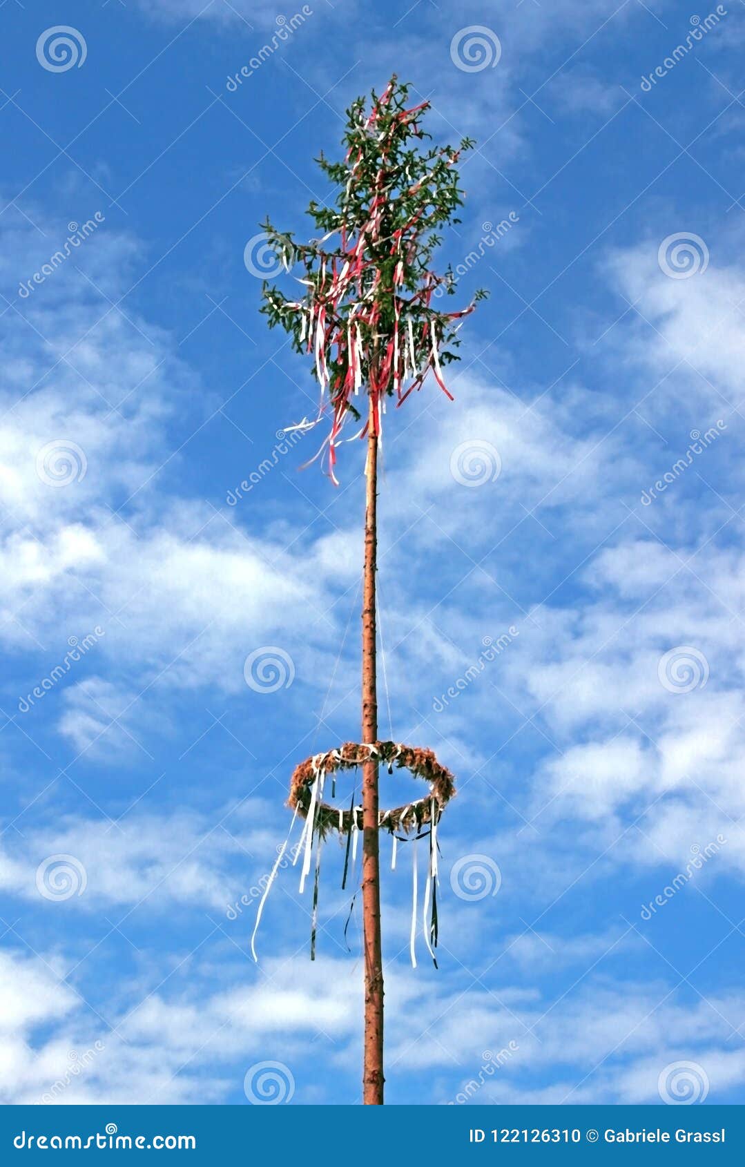 Maypole Tree in Front of Blue and White Sky Stock Photo - Image of ...