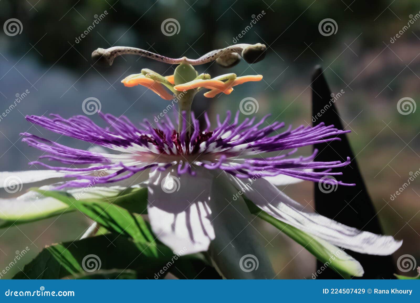 Maypop Flower Side View with All the Layers Stock Image - Image of ...