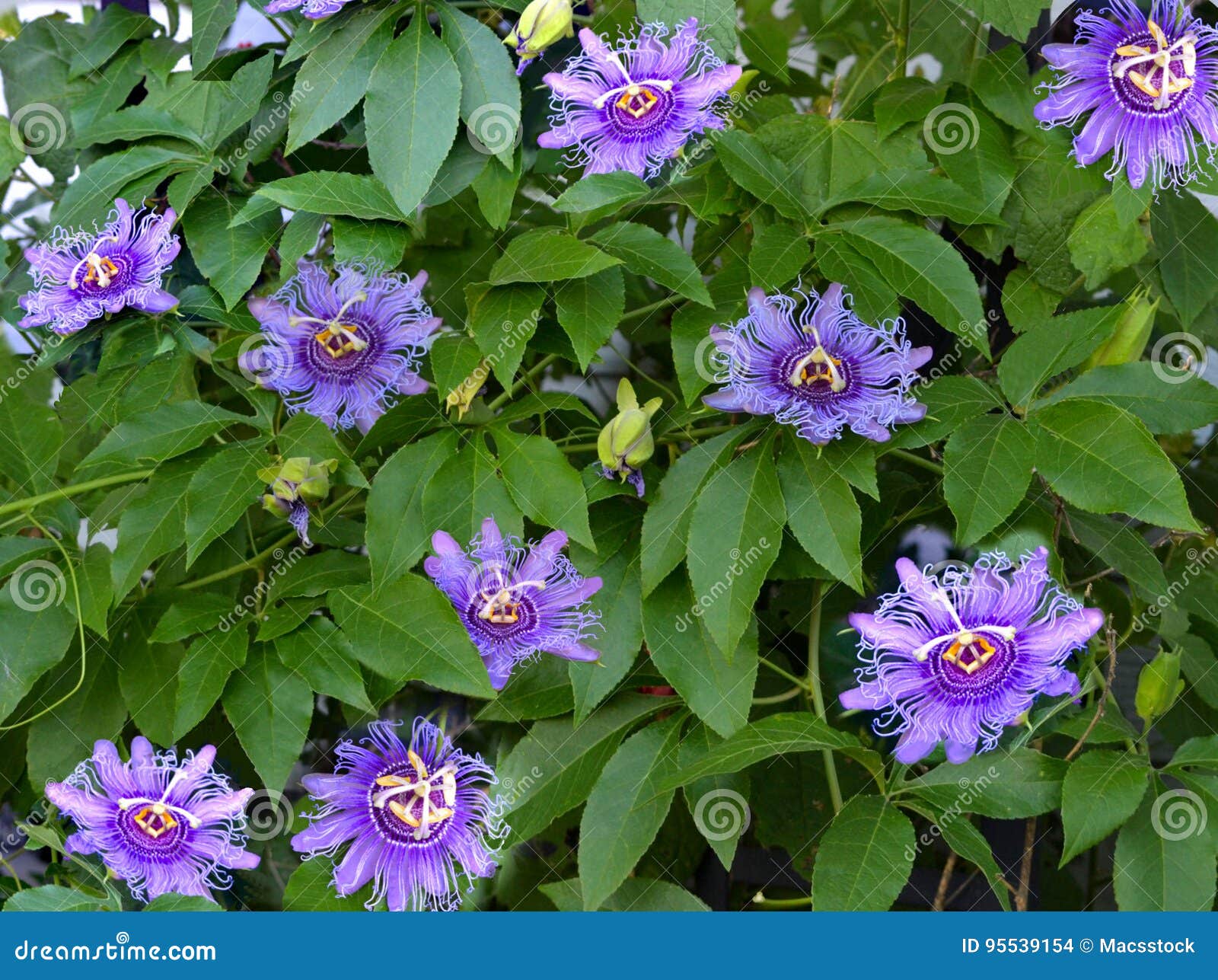 Maypop Flowers stock photo. Image of wild, beautiful - 95539154