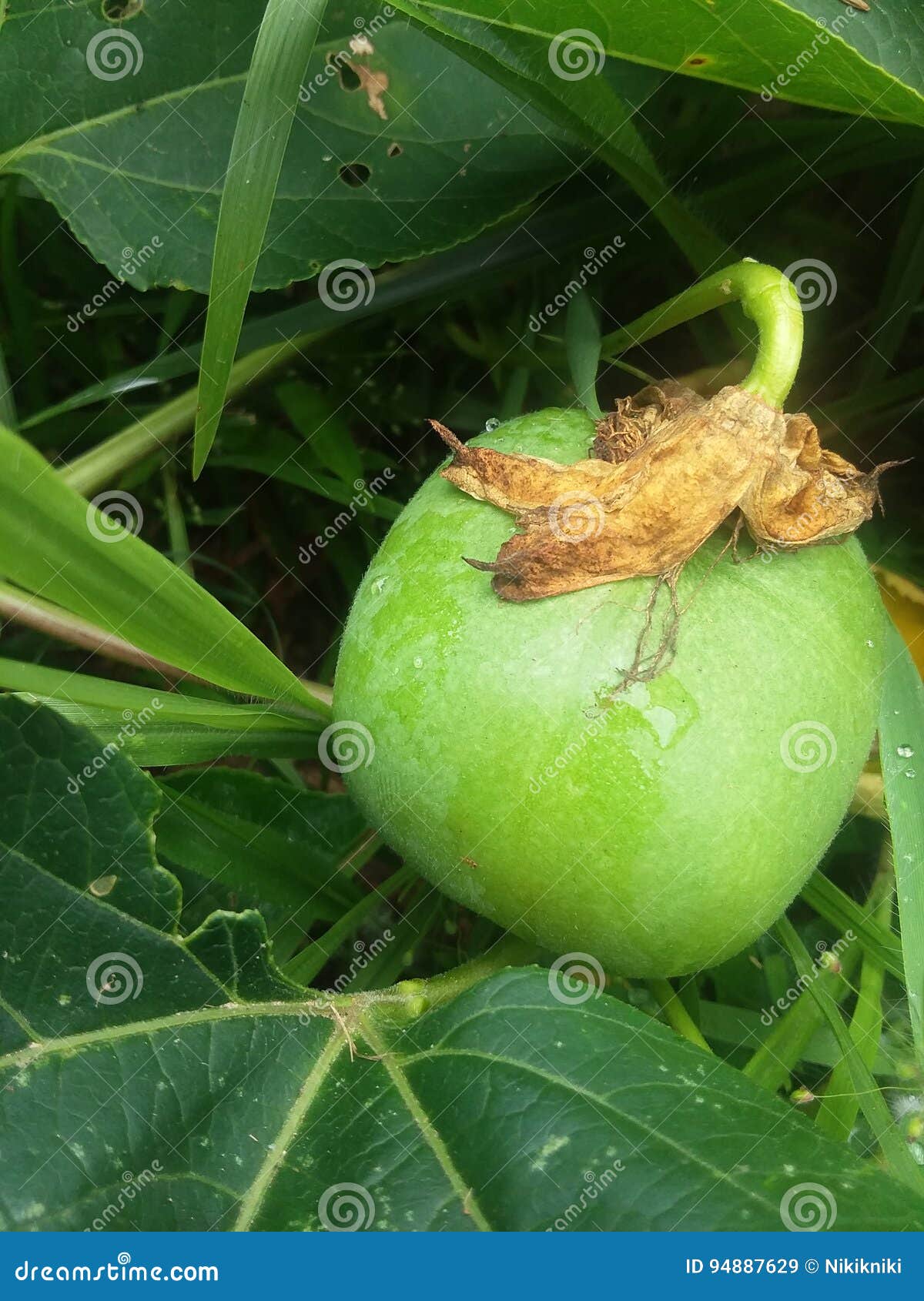 Maypop Fruit on Passionvine Stock Image - Image of wild, passionfruit ...