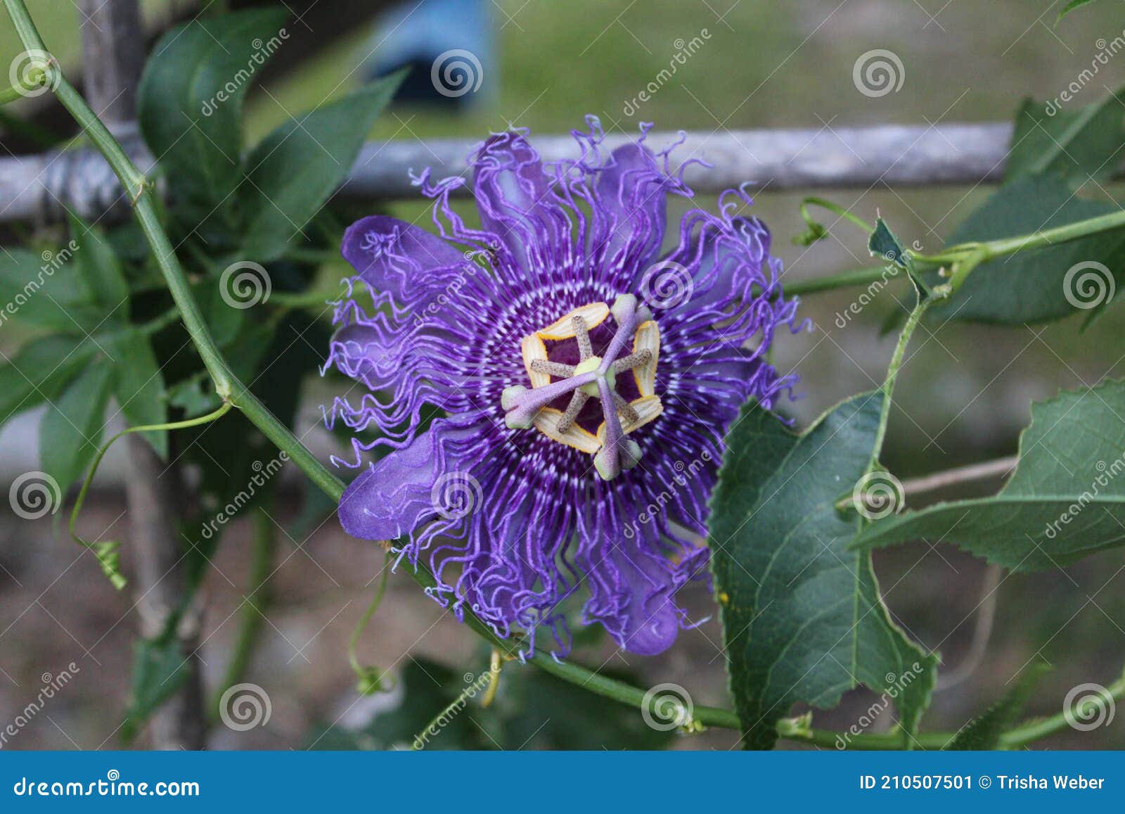 Maypop purple stock image. Image of shrub, flower, meadow - 210507501