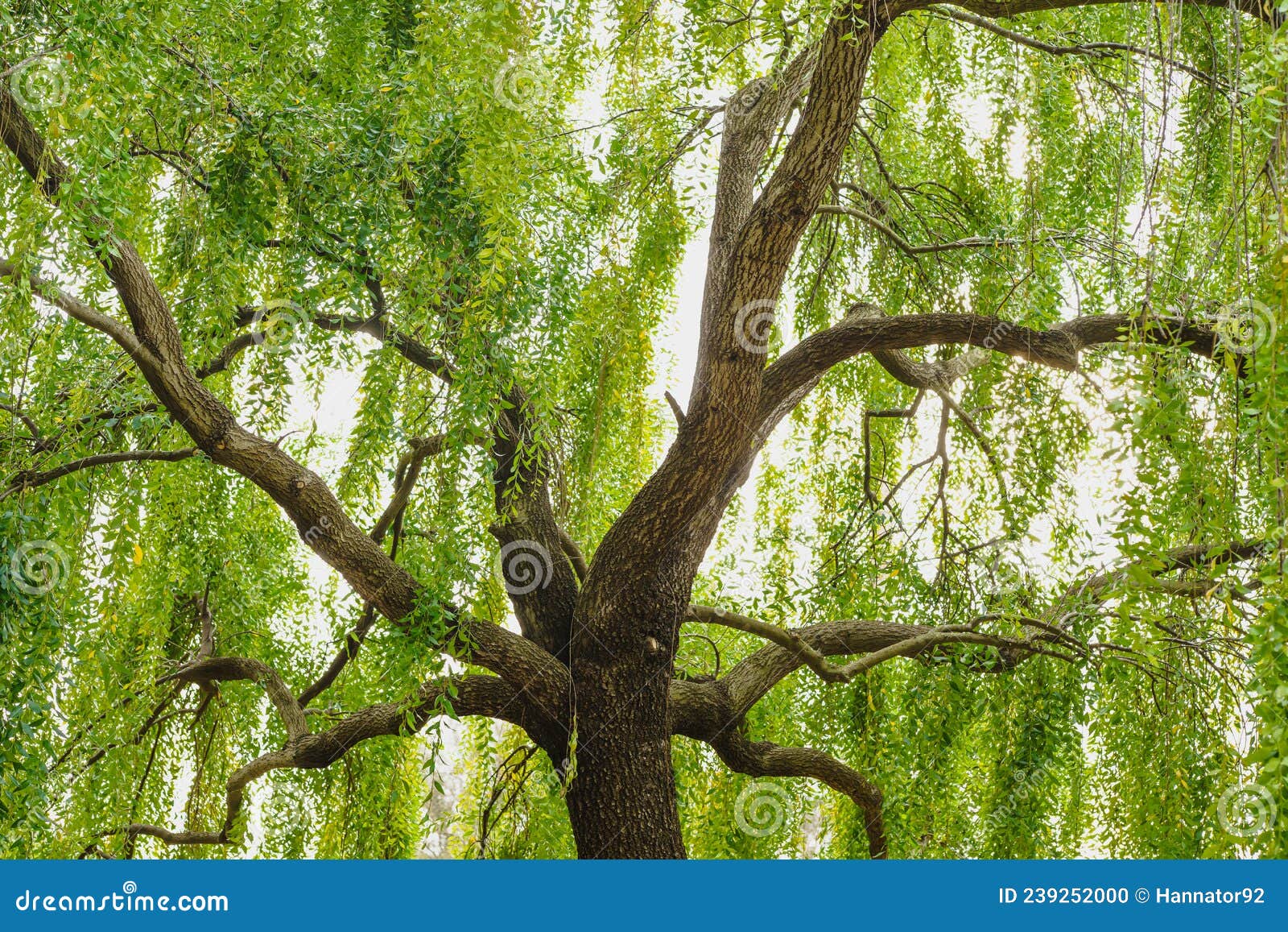 Mayten Tree Maytenus Boaria, Evergreen Weeping Tree Close Up Stock ...