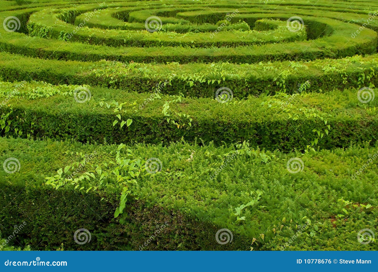 Maze stock photo. Image of bewildered, clipped, decisions - 10778676