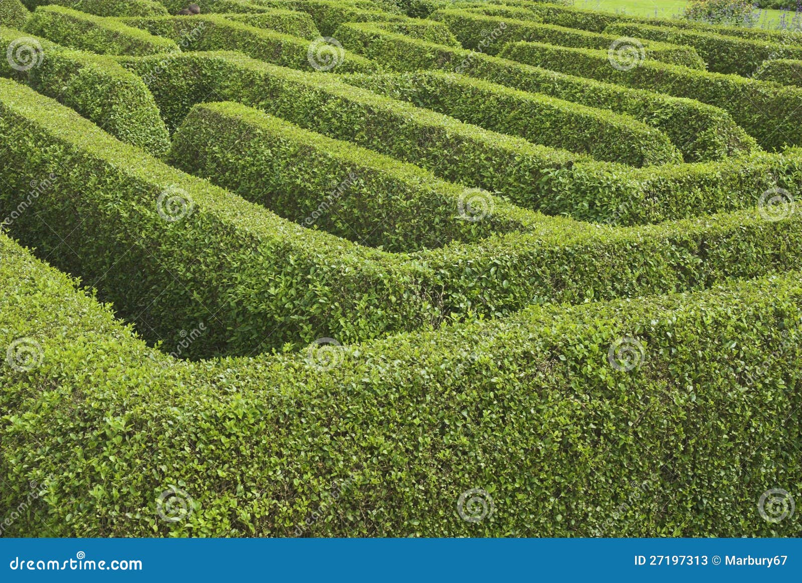 Maze stock image. Image of garden, corridor, green, puzzle - 27197313