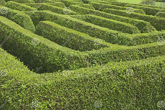 Maze stock image. Image of garden, corridor, green, puzzle - 27197313