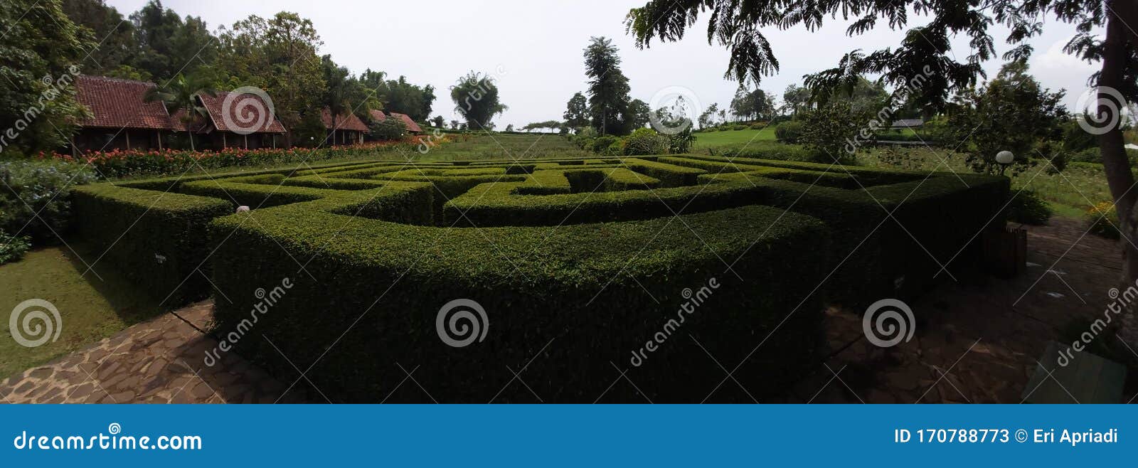Maze from bush stock image. Image of puzzle, tree, garden - 170788773