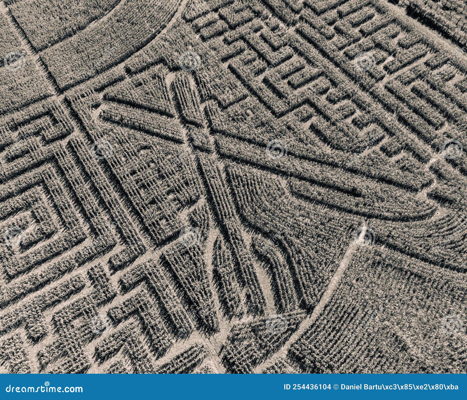 Maze Formed in the Corn Field. Bird S-eye View. View from the Drone ...