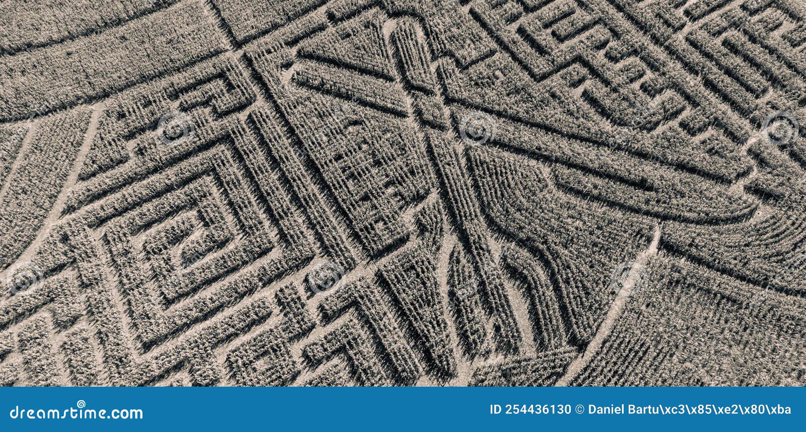 Maze Formed in the Corn Field. Bird S-eye View. View from the Drone ...