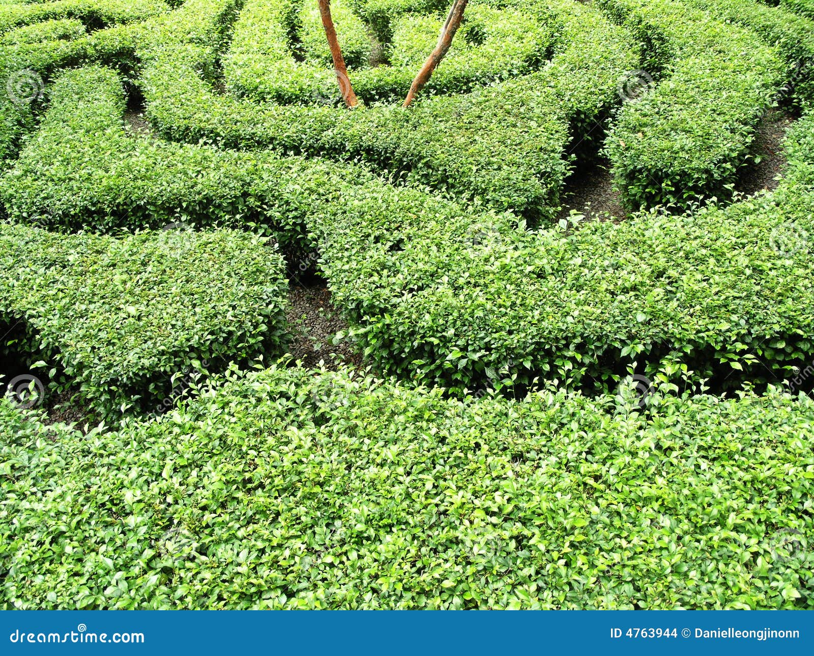 Maze garden stock photo. Image of love, decoration, light - 4763944