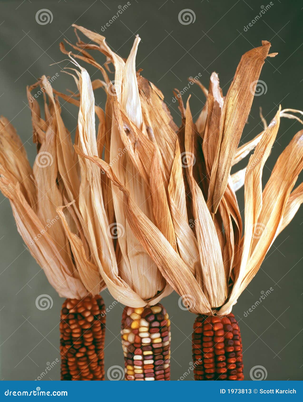Maze, Indian Corn stock image. Image of purple, harvest - 1973813