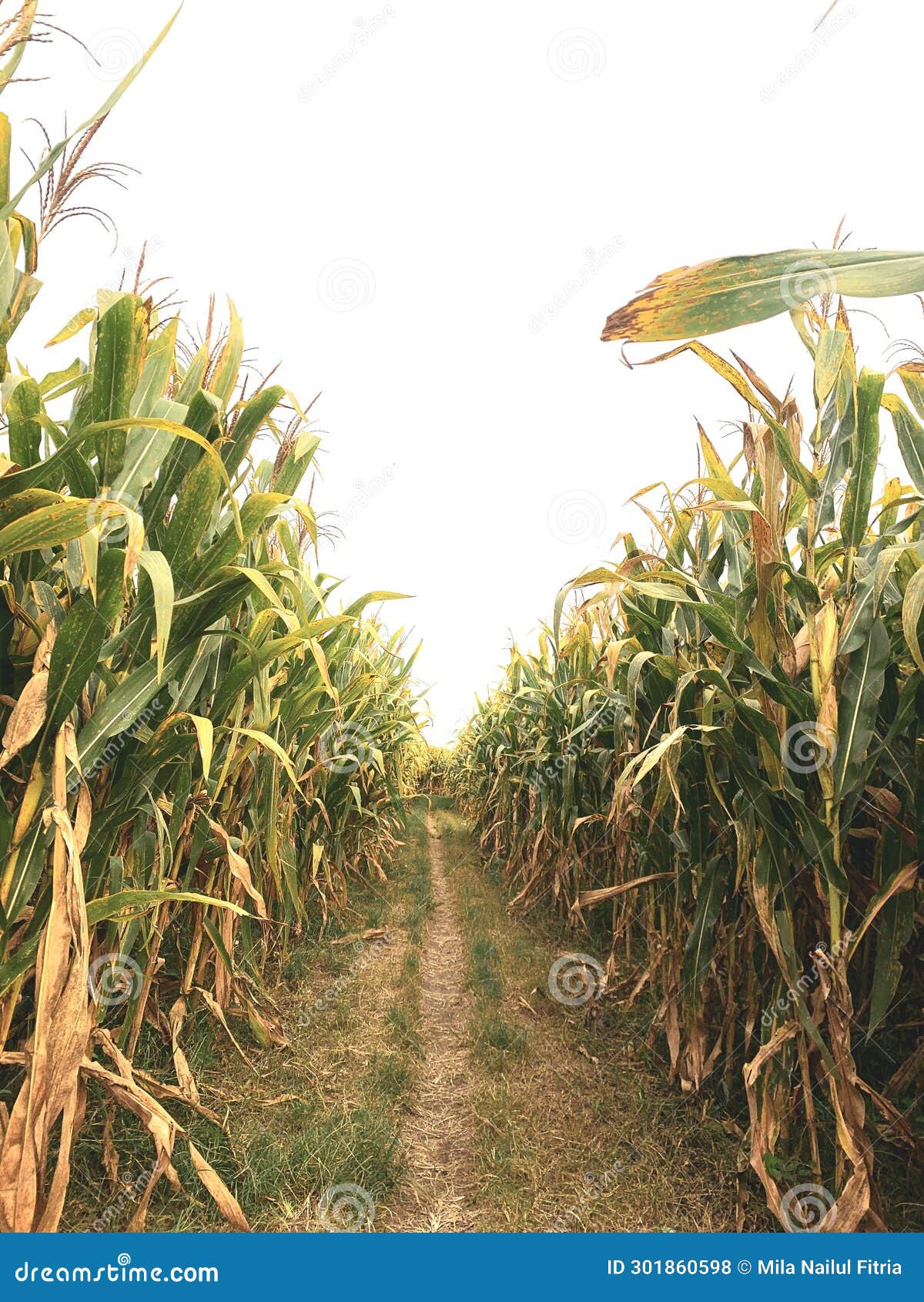 Maze, Labyrinth in Cornfield Stock Photo - Image of maize, corn: 301860598