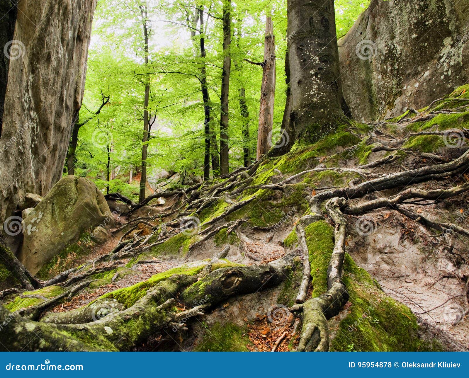 Roots Of Large Trees,Air Roots Of Trees, Parasites,twisted Tropical ...