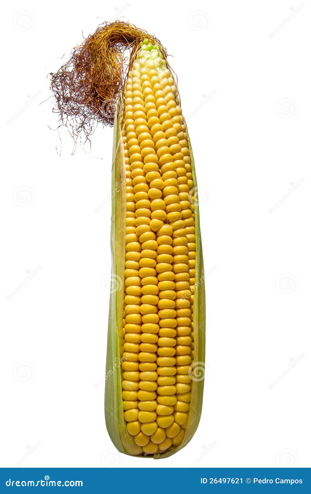 Mazorca aislada imagen de archivo. Imagen de fragante - 26497621