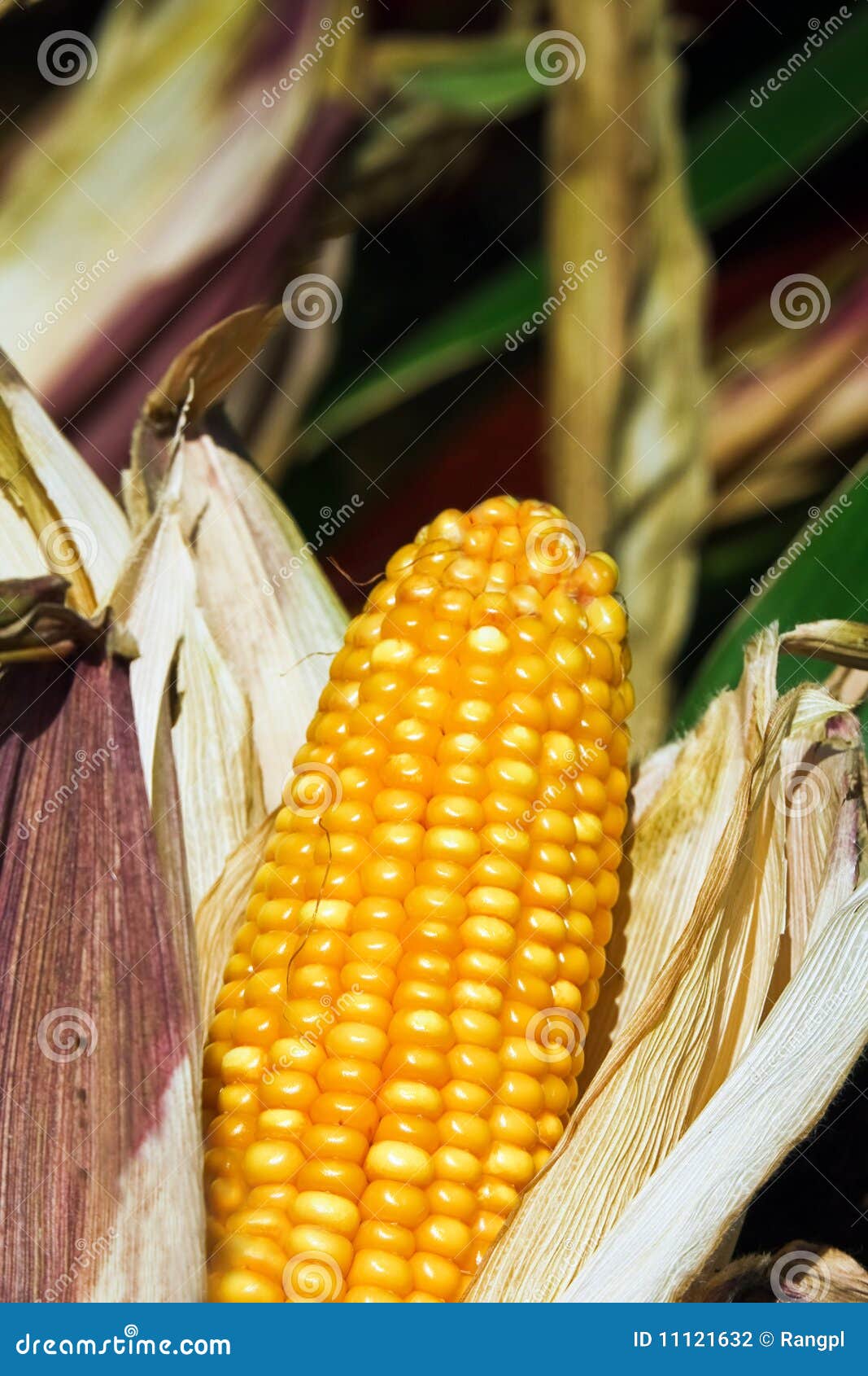Mazorca de maíz foto de archivo. Imagen de mazorca, grande - 11121632