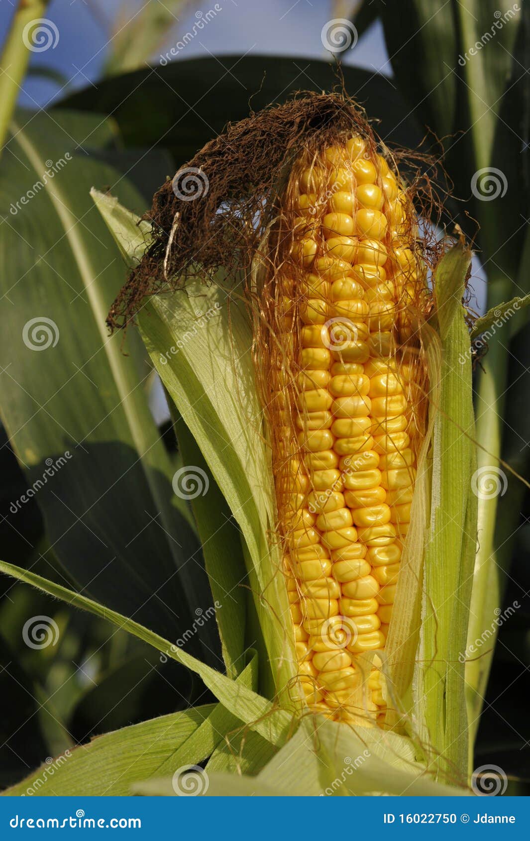Mazorca de maíz foto de archivo. Imagen de alimento, fresco - 16022750