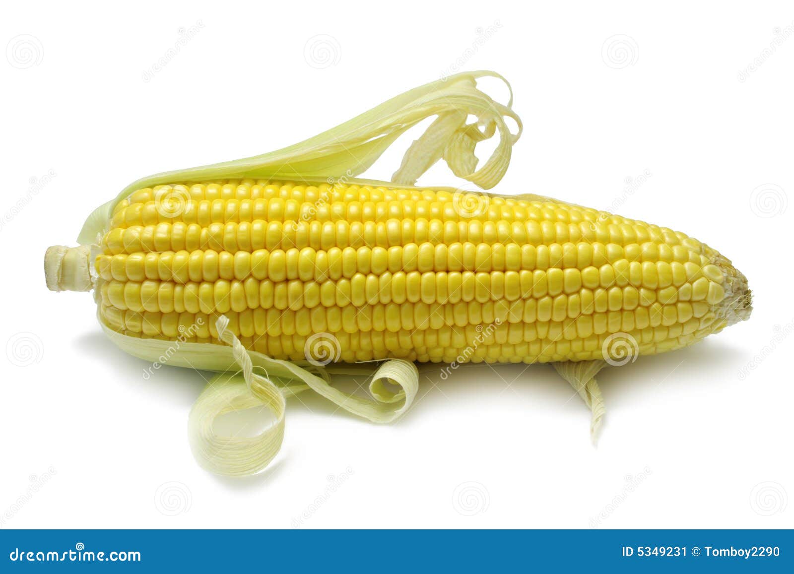 Mazorca de maíz imagen de archivo. Imagen de mazorca, thanksgiving ...