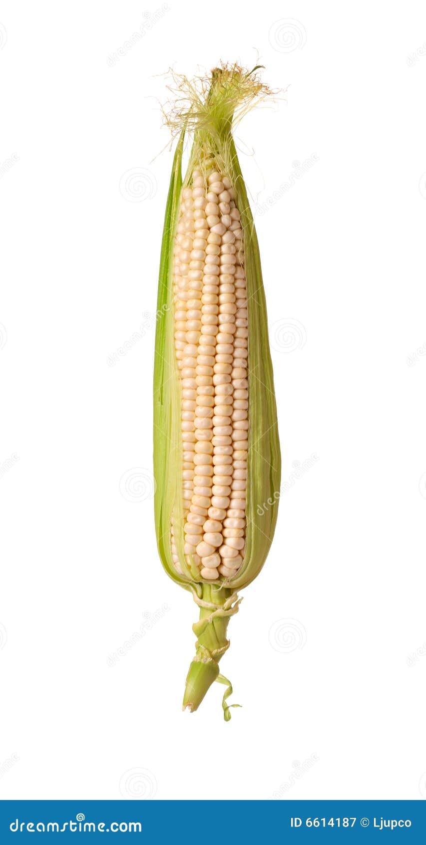 Mazorca de maíz imagen de archivo. Imagen de verde, alimento - 6614187