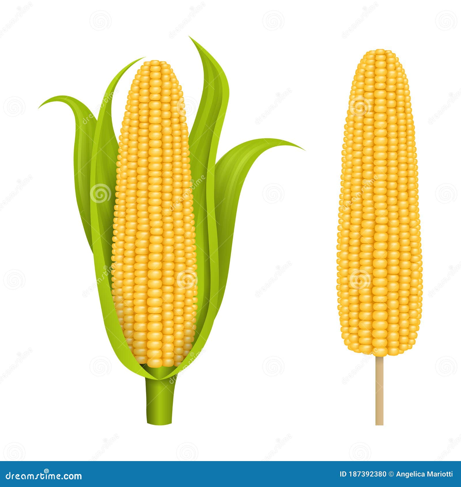 Mazorca De Maíz Aislada En Fondo Blanco Ilustración del Vector ...