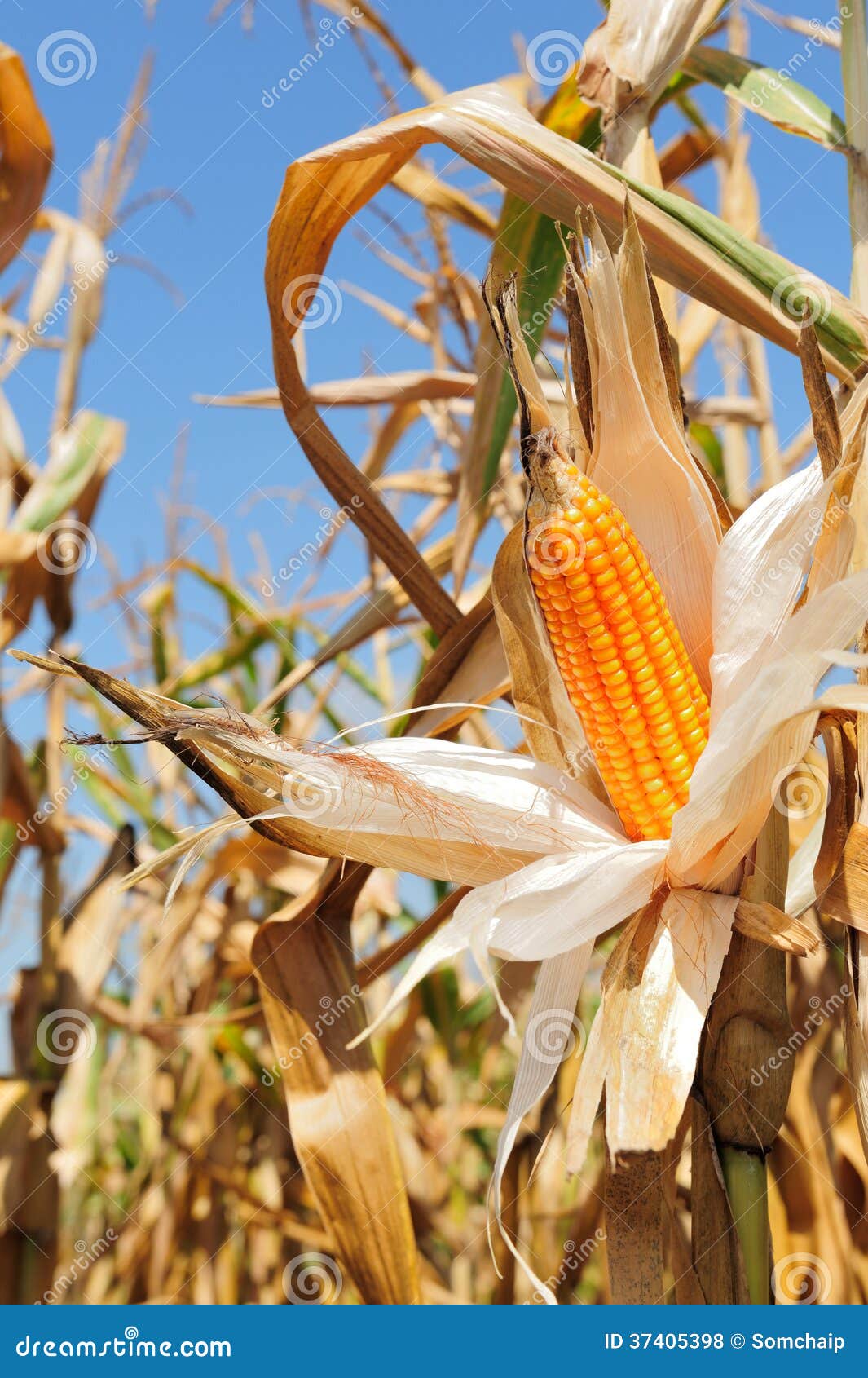 Mazorca De Maíz - Amarilla Y Madura Foto de archivo - Imagen de ...