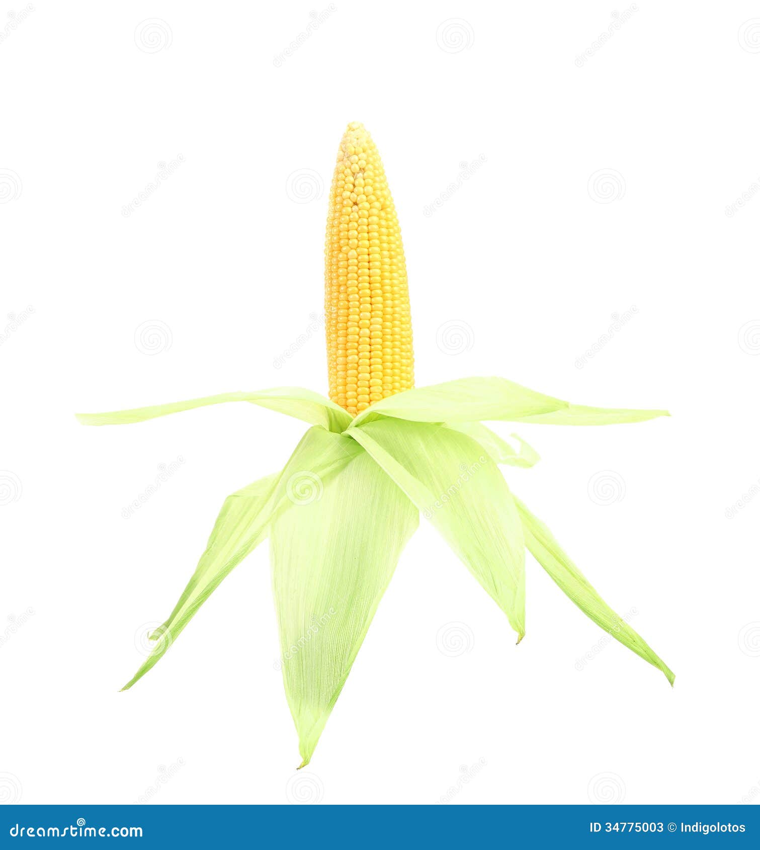 Mazorca De Maíz Cruda Fresca Imagen de archivo - Imagen de sano, grano ...