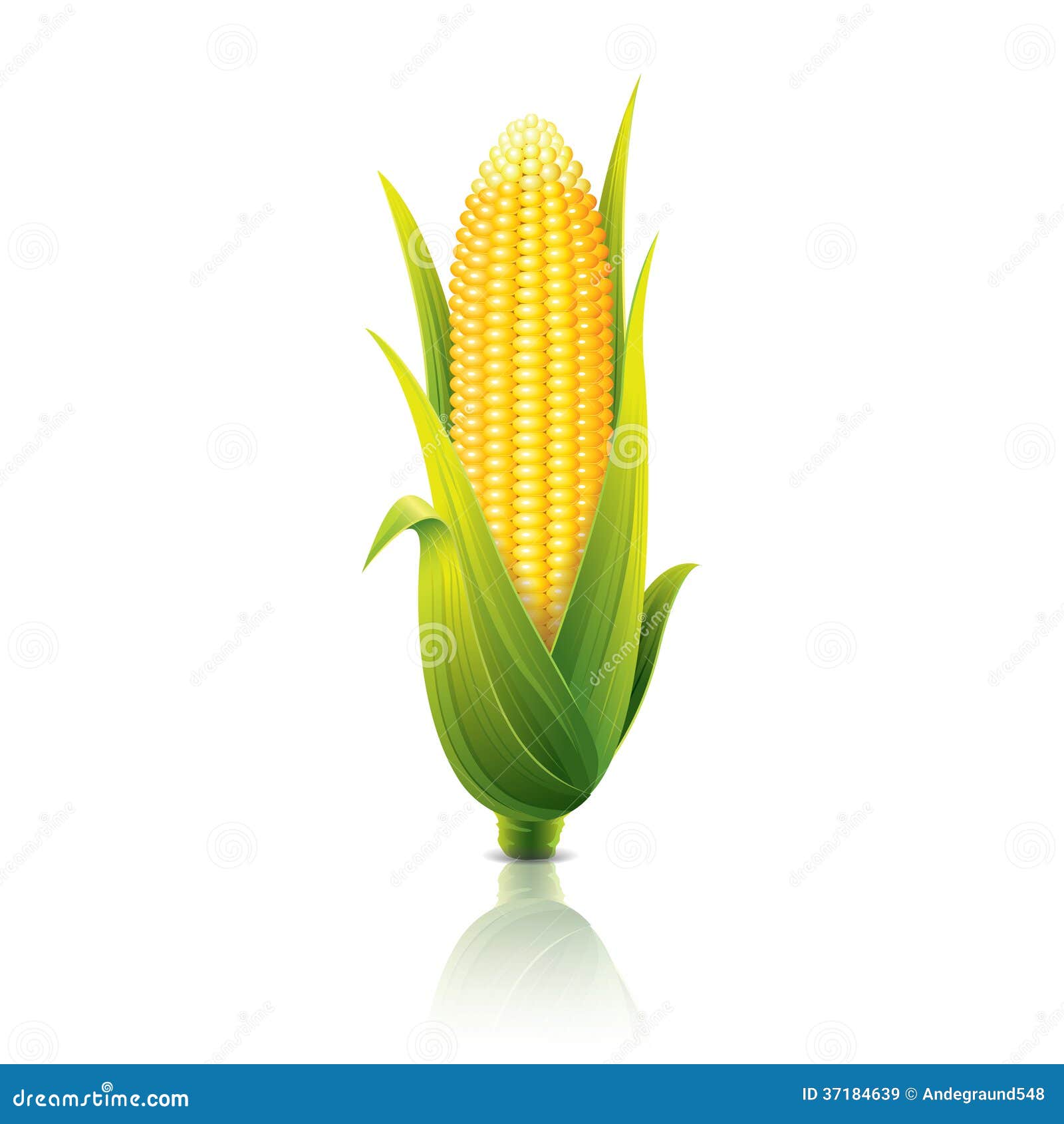 Mazorca De Maíz En El Ejemplo Blanco Del Vector Ilustración del Vector ...