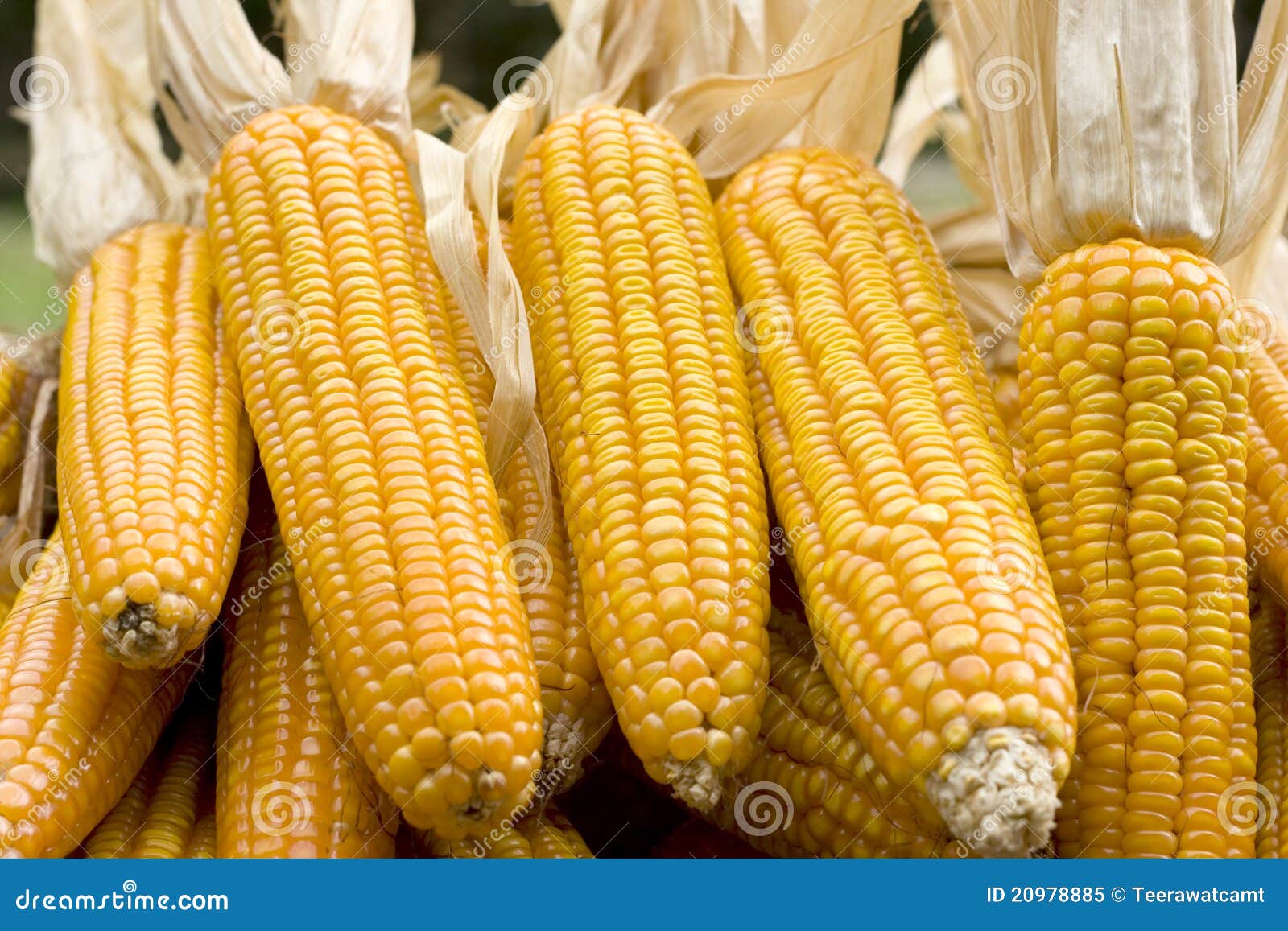 Mazorca De Maíz Madura Amarilla Imagen de archivo - Imagen de delicado ...