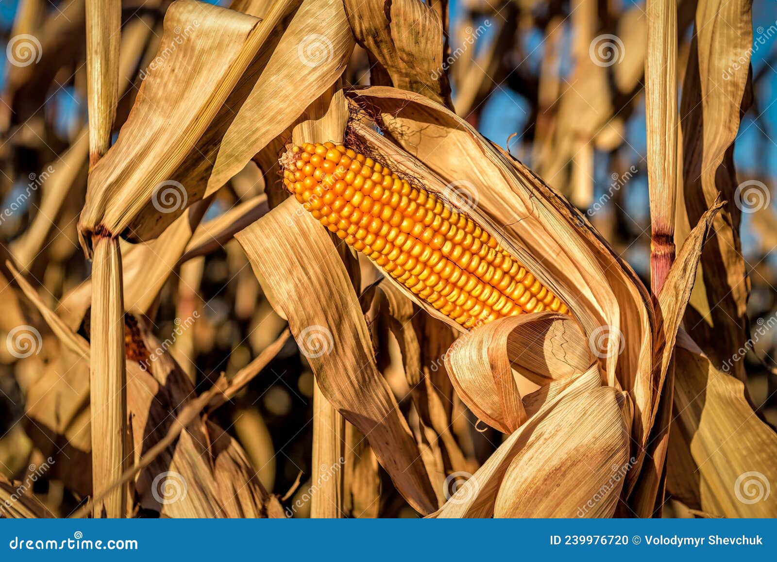Mazorca De Maíz Madura En El Tallo Foto de archivo - Imagen de alimento ...