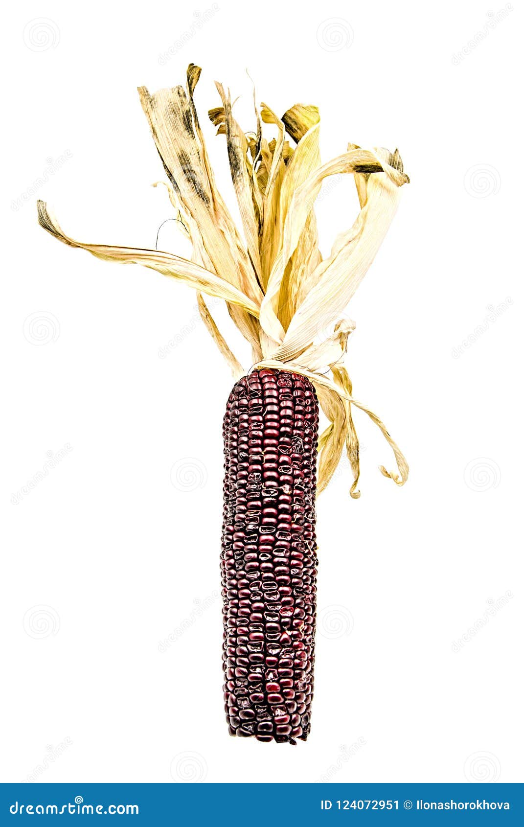 Mazorca De Maíz Púrpura Seca Aislada En Blanco Imagen de archivo ...