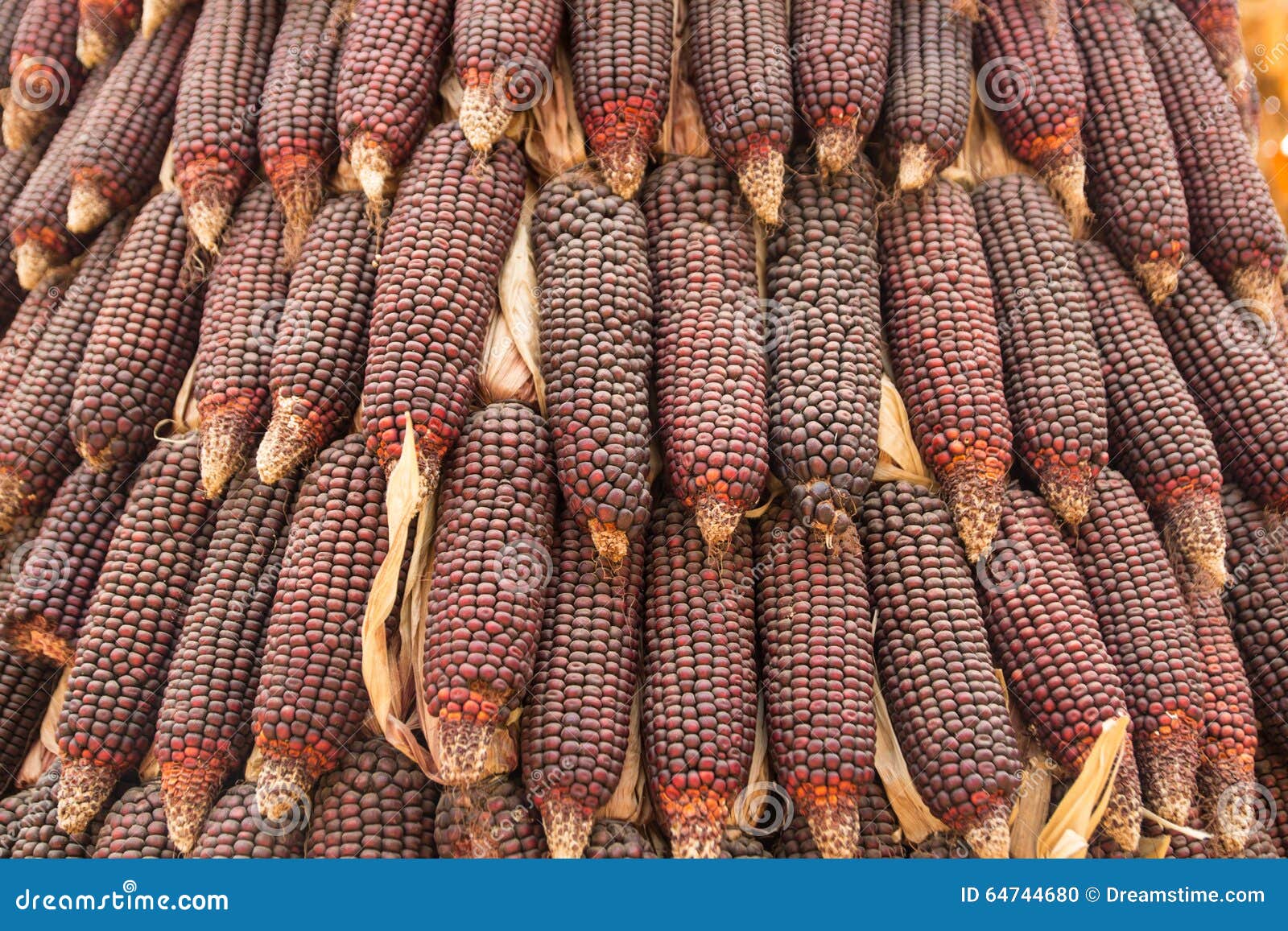 Mazorca de maíz seca foto de archivo. Imagen de negro - 64744680
