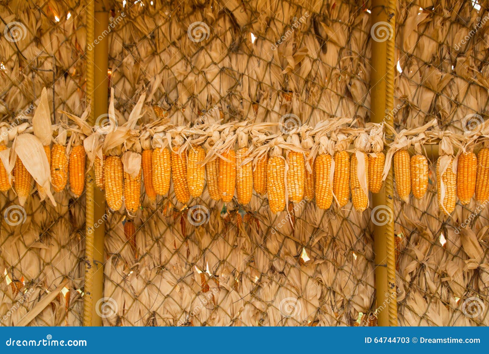 Mazorca de maíz seca imagen de archivo. Imagen de colgante - 64744703